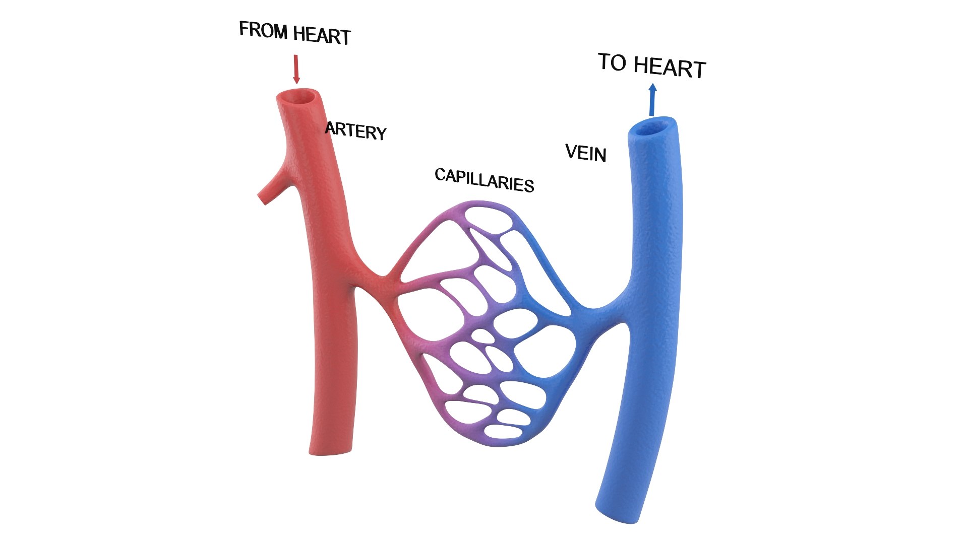Veins model - TurboSquid 1739342