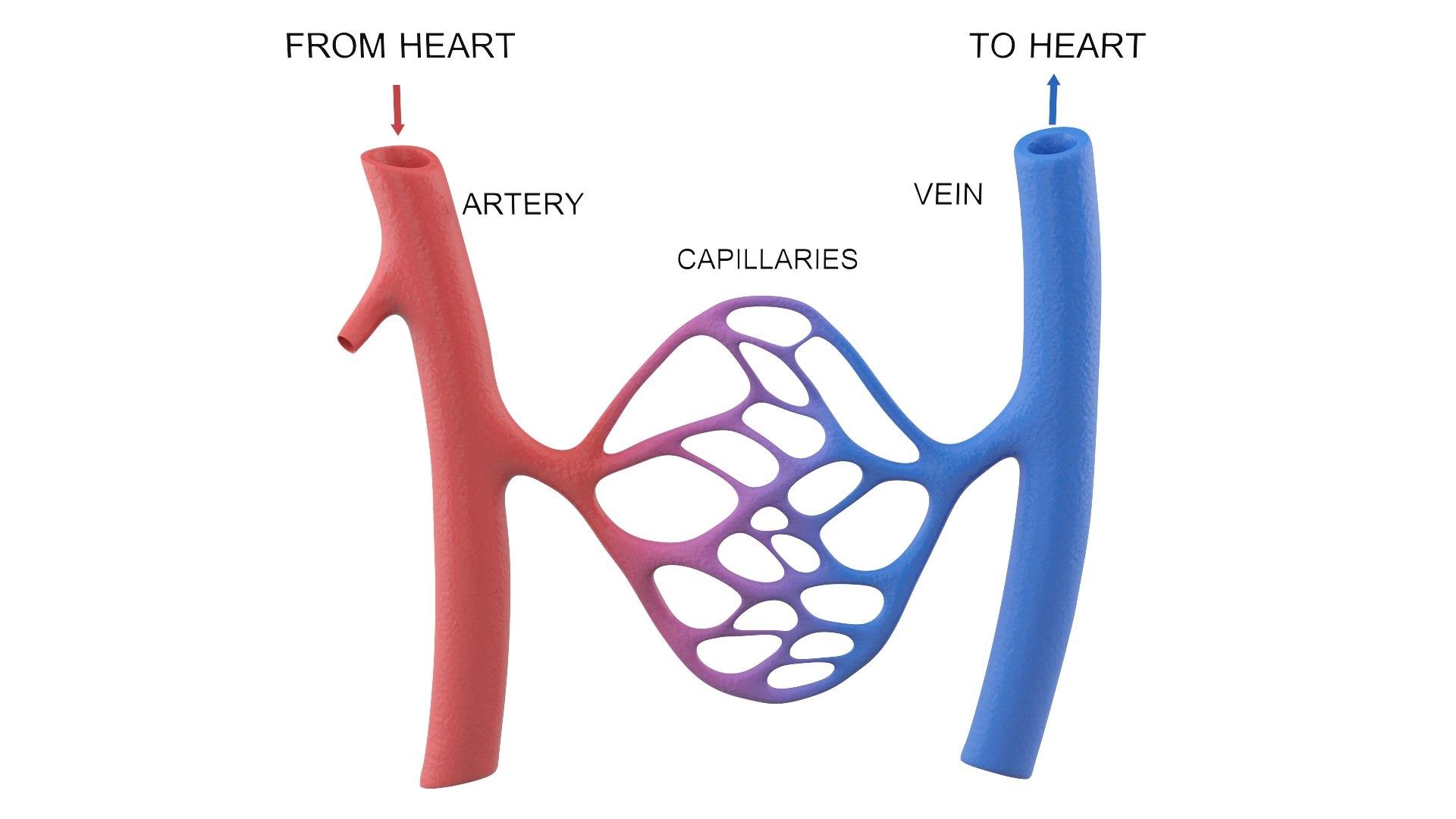 Veins Model - TurboSquid 1739342