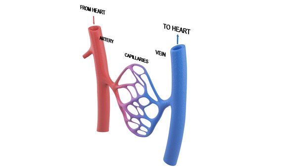 Veins model - TurboSquid 1739342