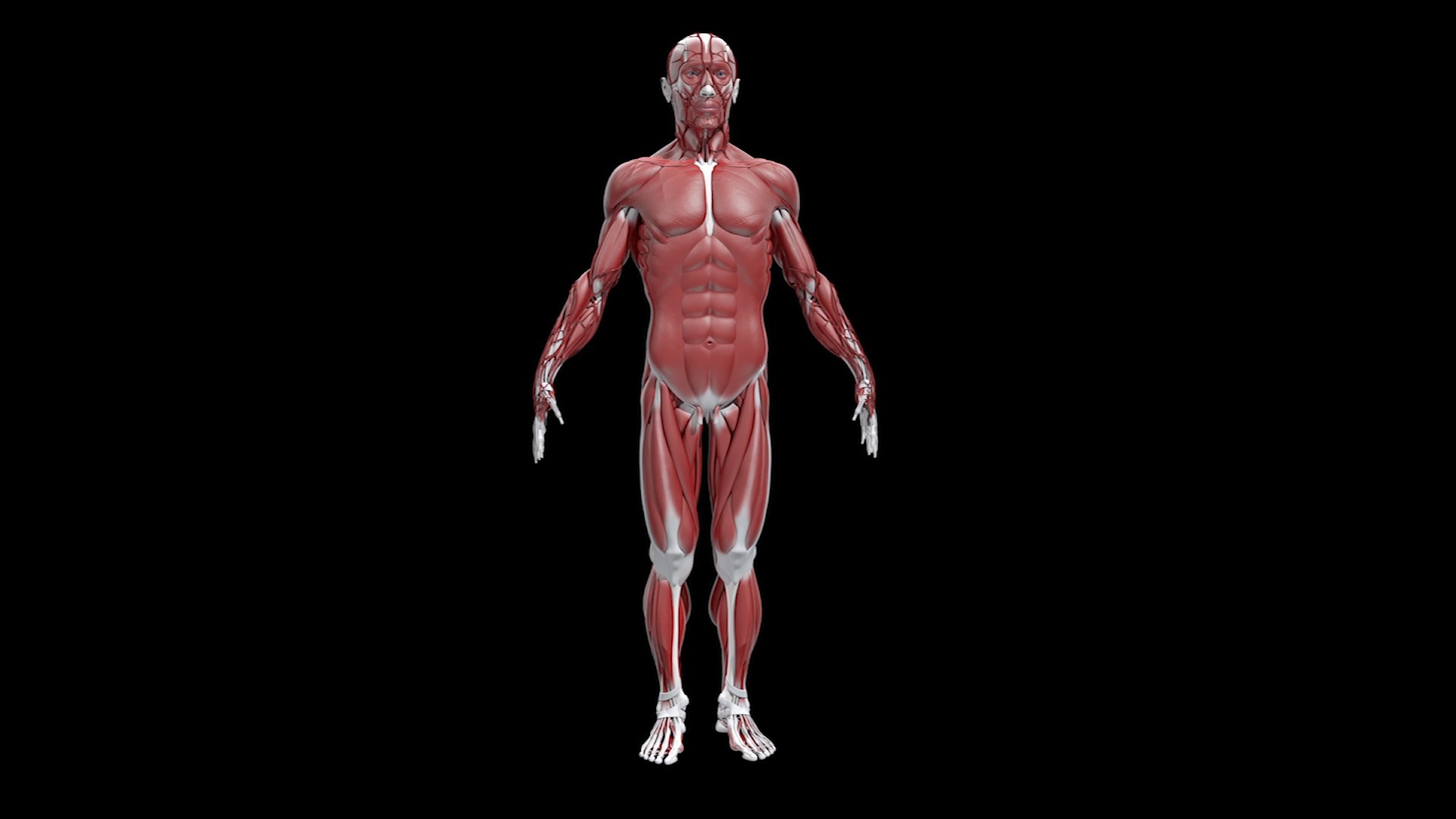 Study Anatomy Human Ma