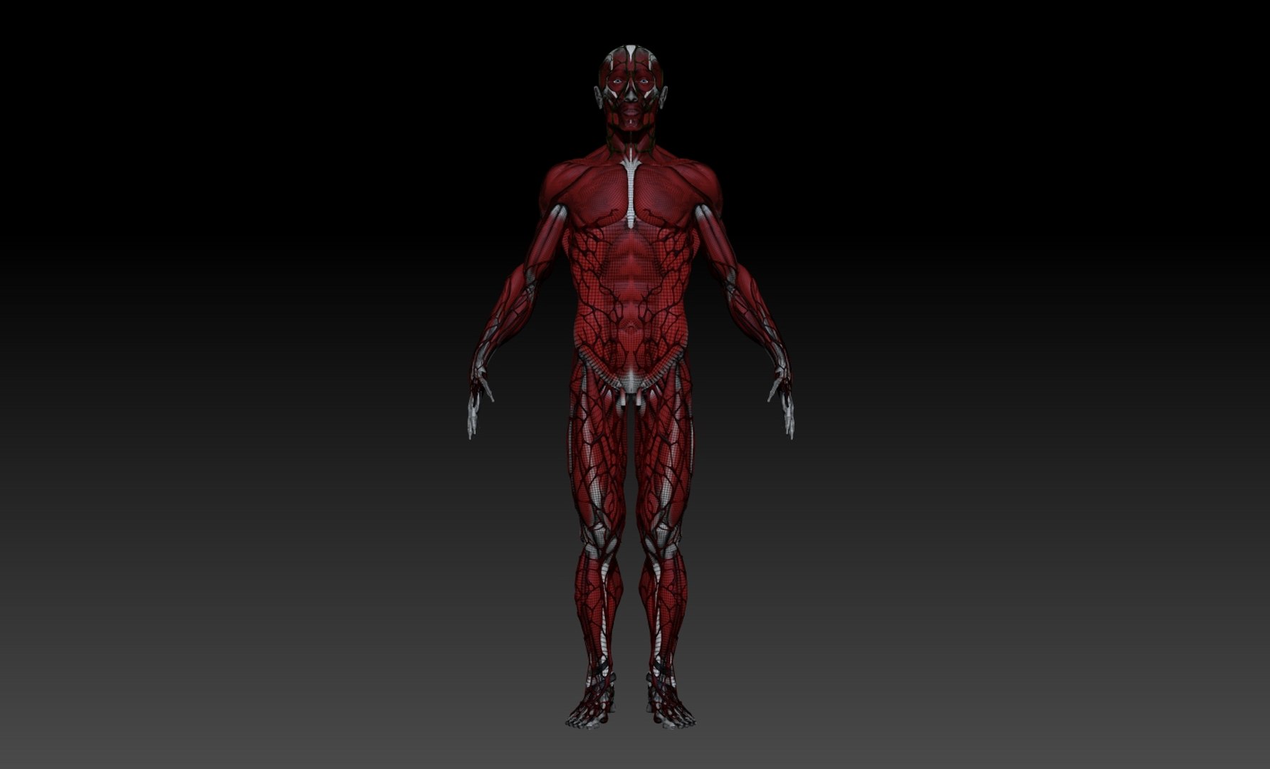Study Anatomy Human Ma
