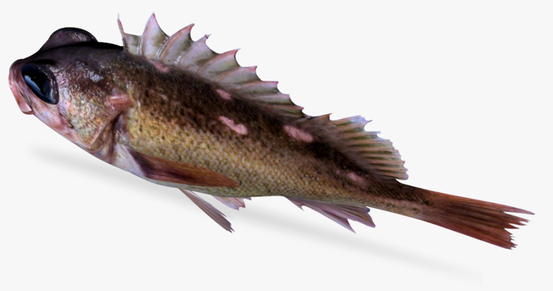 honeycomb rockfish 3d model