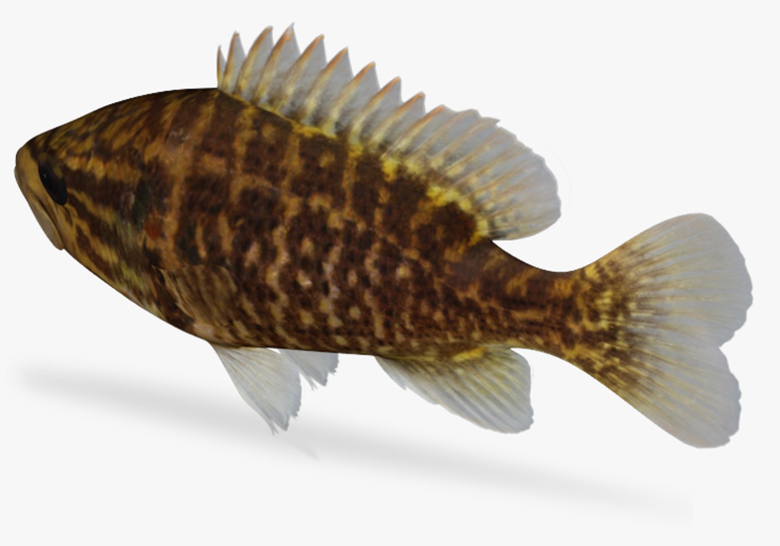 3d Lepomis Gulosus Warmouth Model