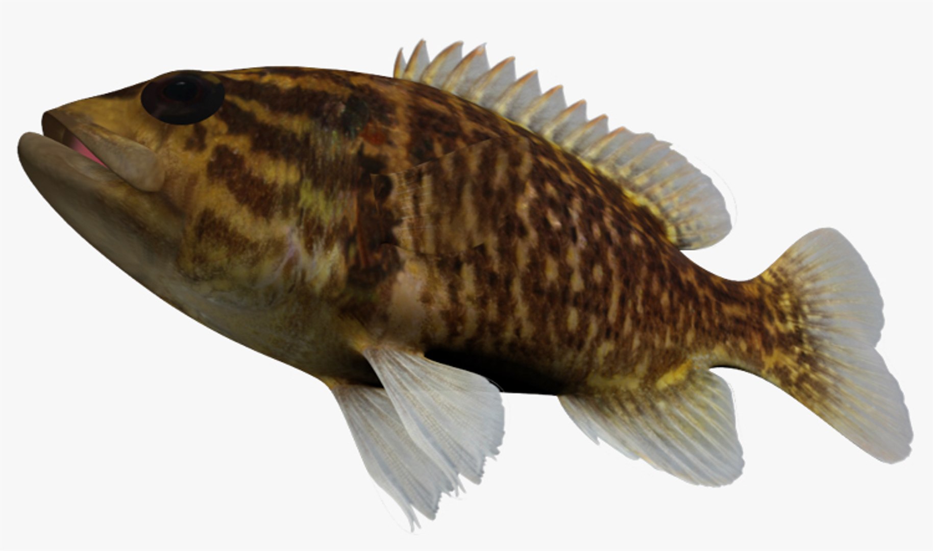 3d Lepomis Gulosus Warmouth Model