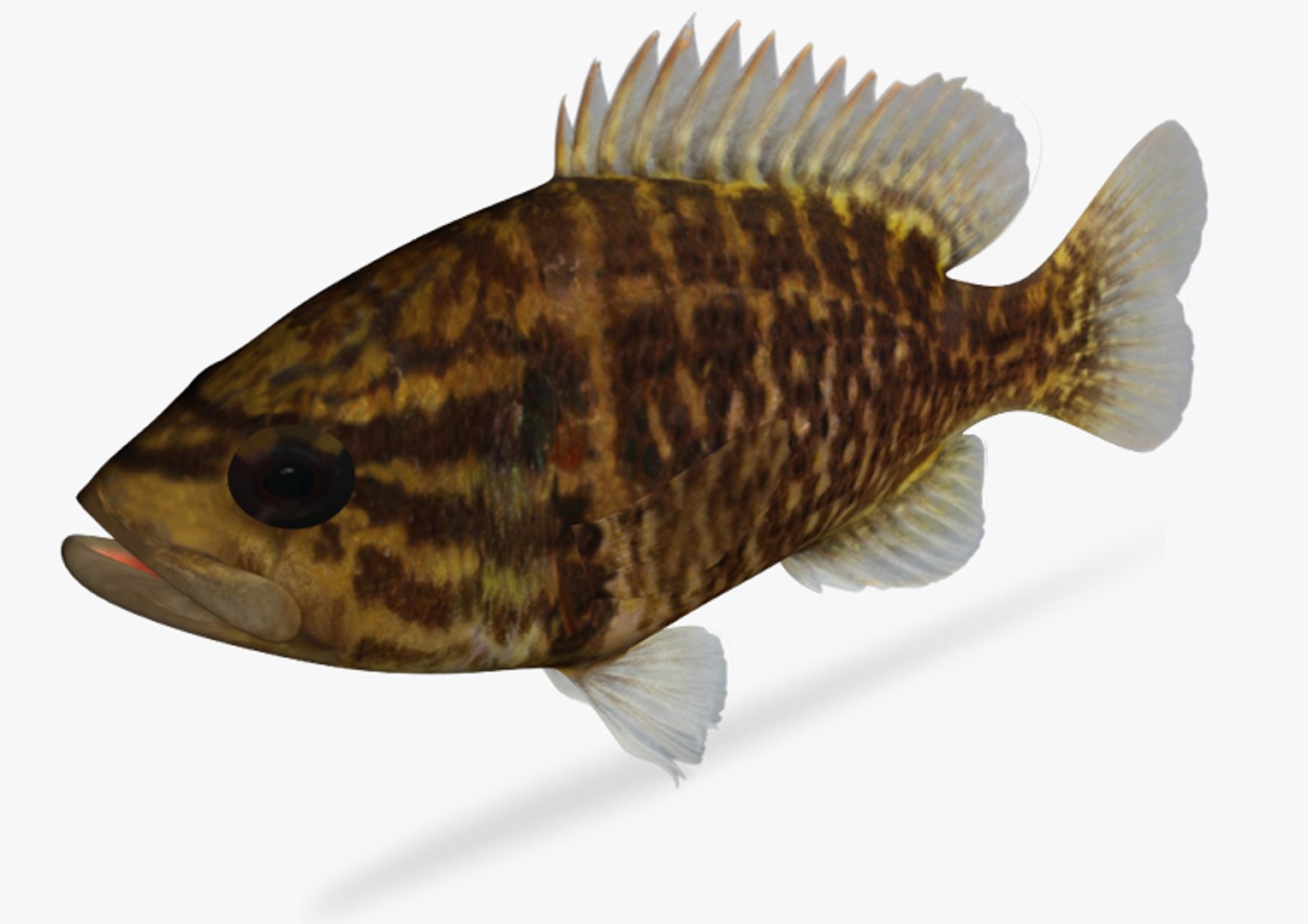 3d Lepomis Gulosus Warmouth Model