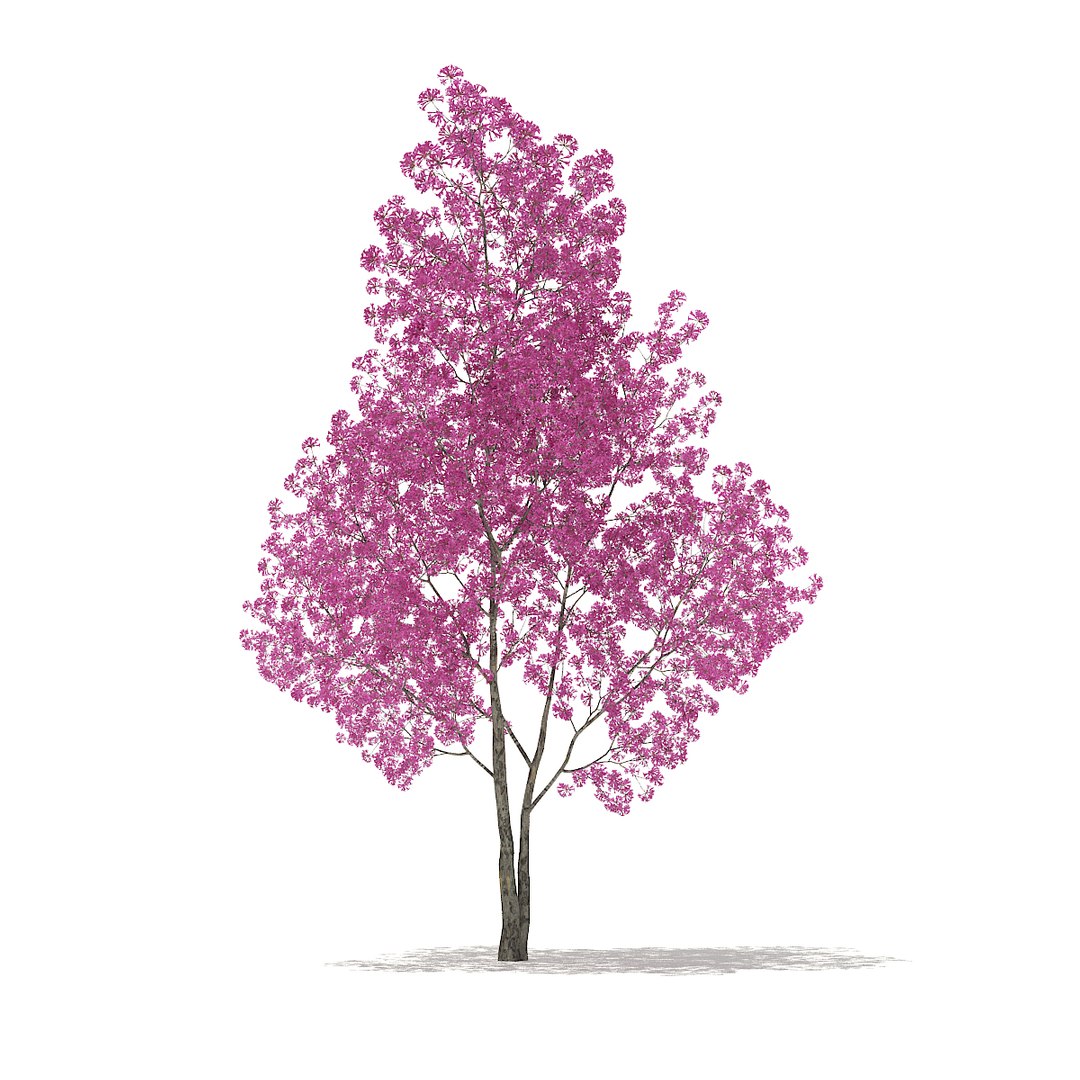 3D red lapacho tree tabebuia model - TurboSquid 1175994