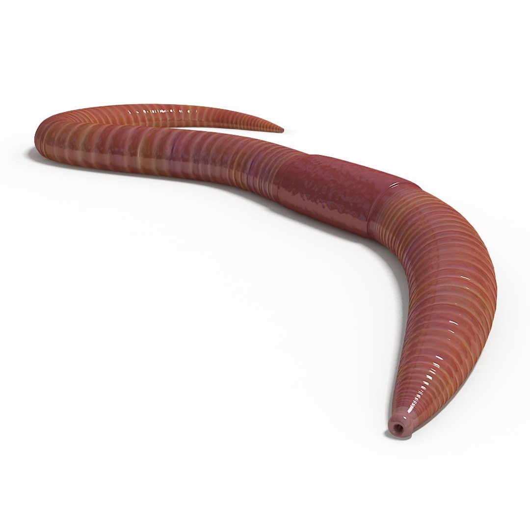 earthworm 3d max