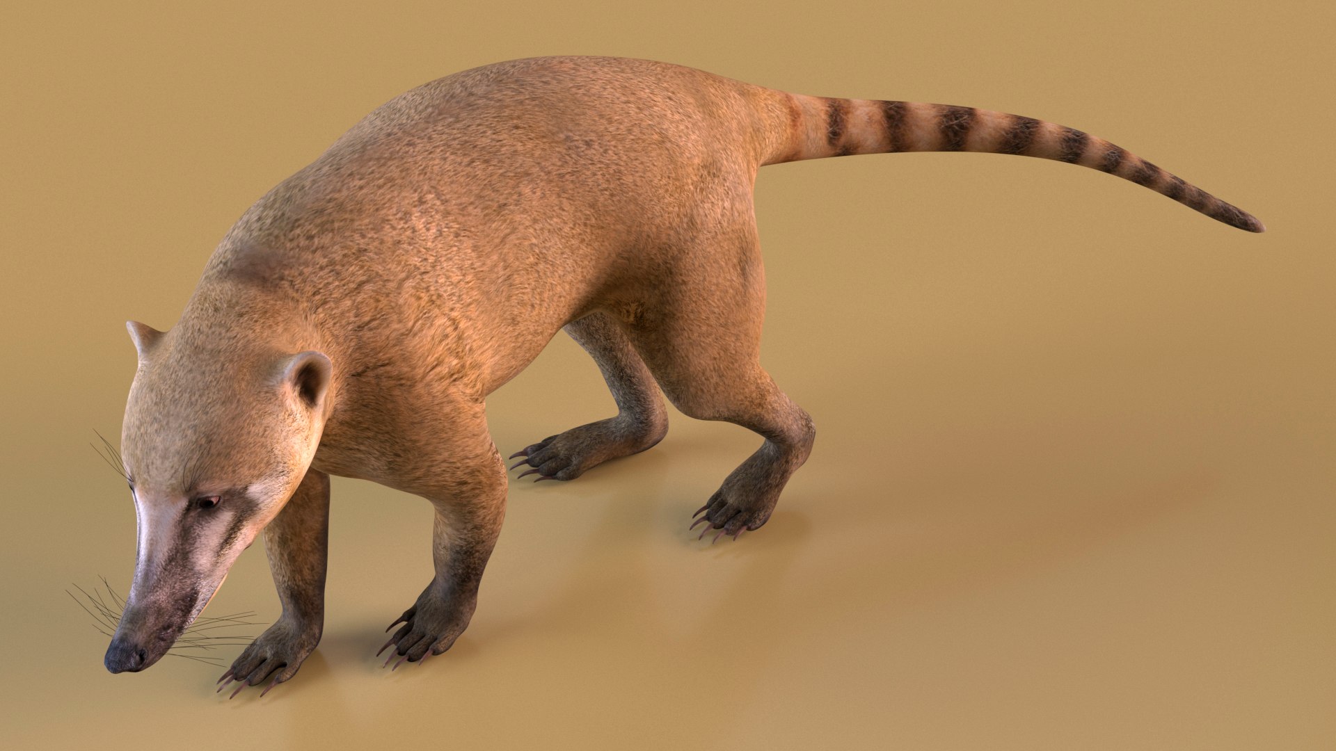 3D Nasua Walking Pose - TurboSquid 2195781