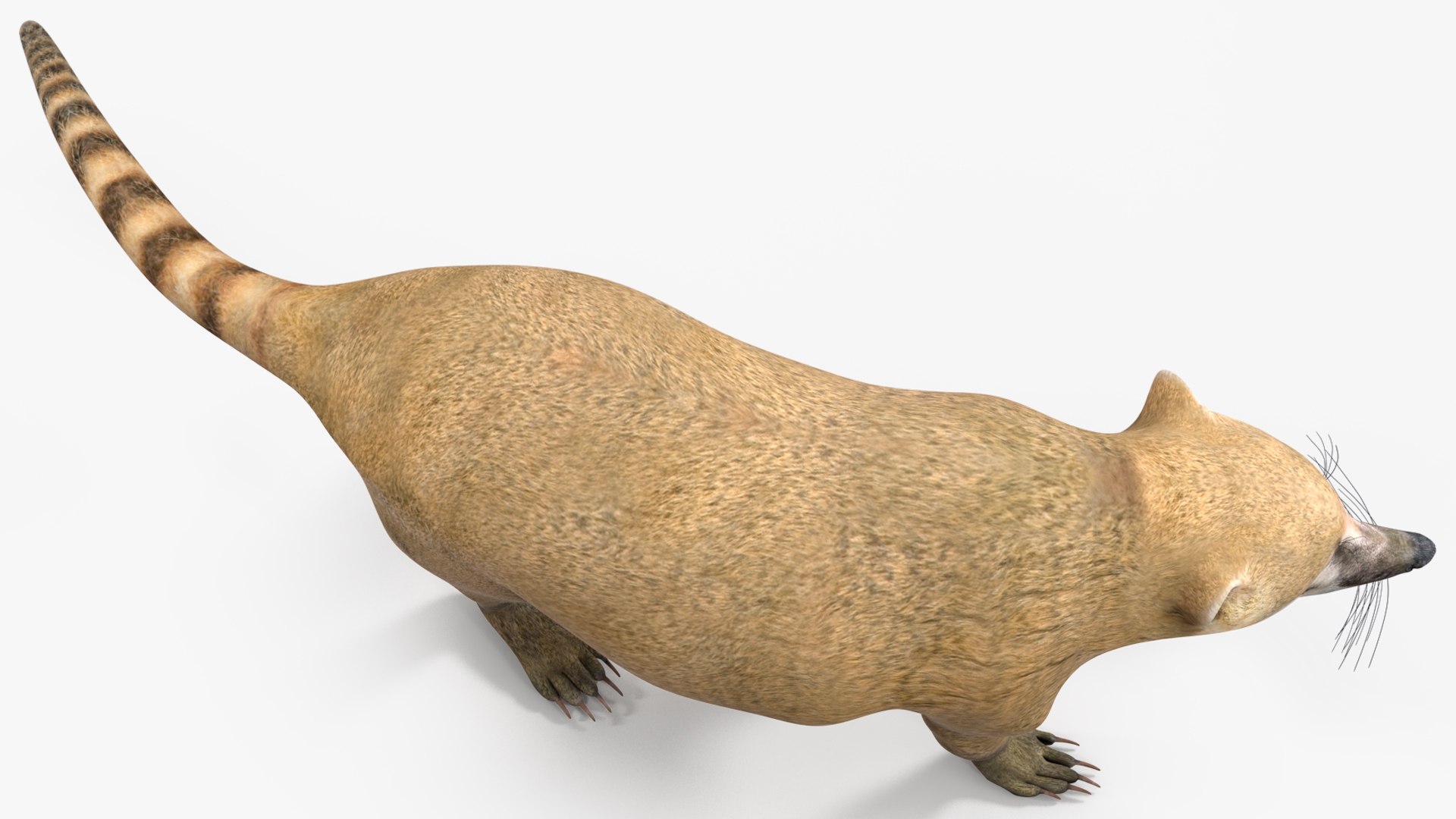 3D Nasua Walking Pose - TurboSquid 2195781