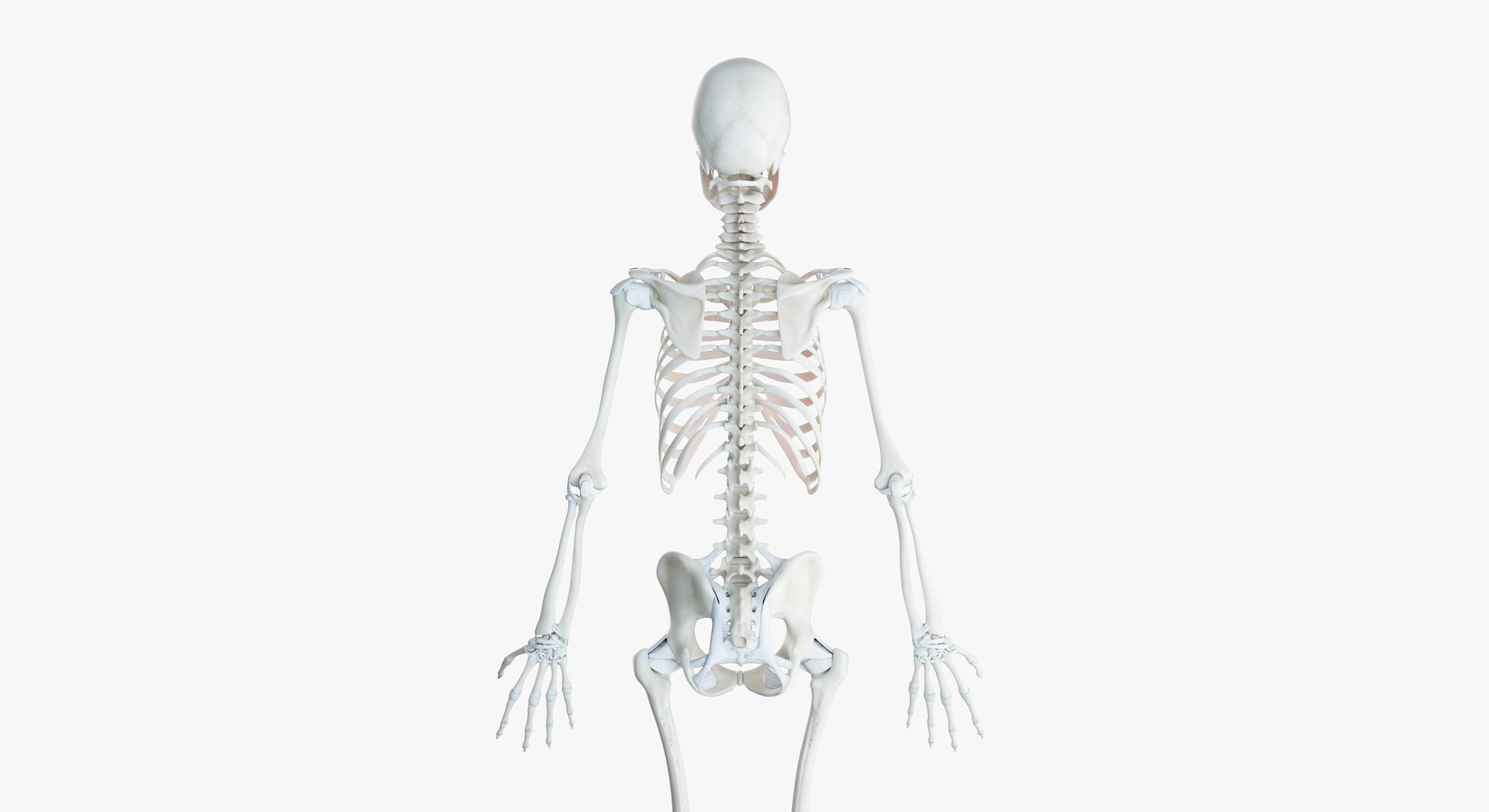 Skin obese skeleton organs 3D model - TurboSquid 1518496