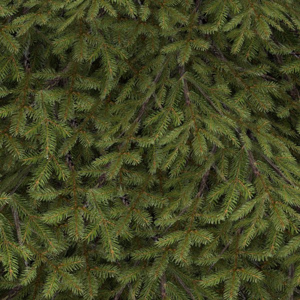 3d realistic fir tree 2