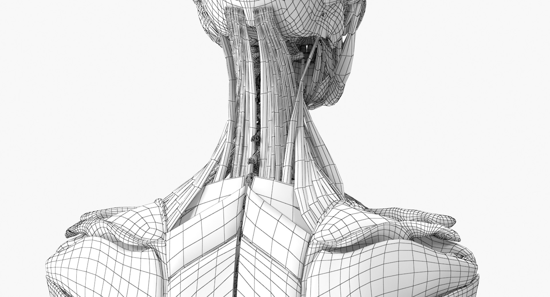 3d Anatomy Muscle