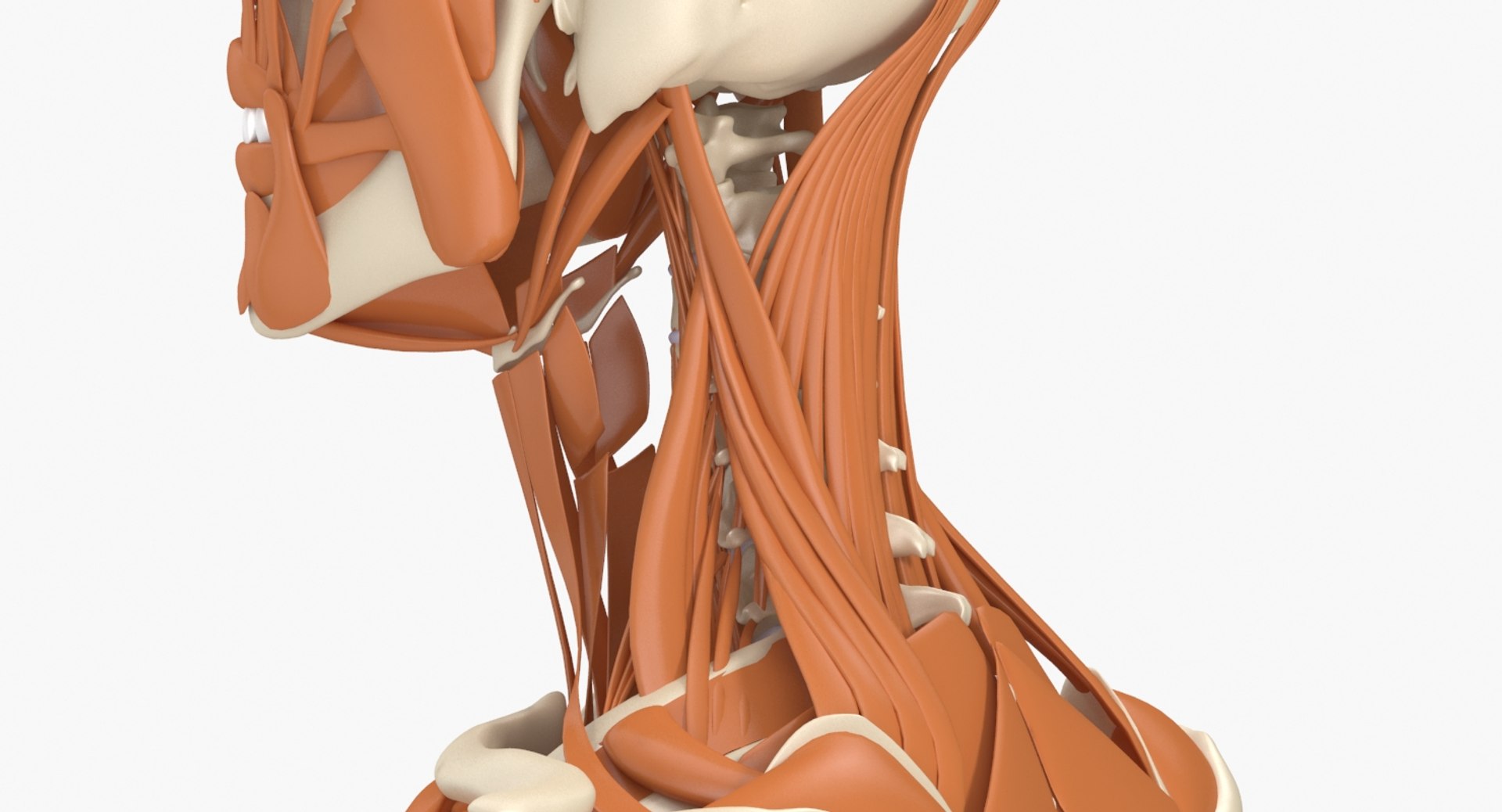 3d Anatomy Muscle