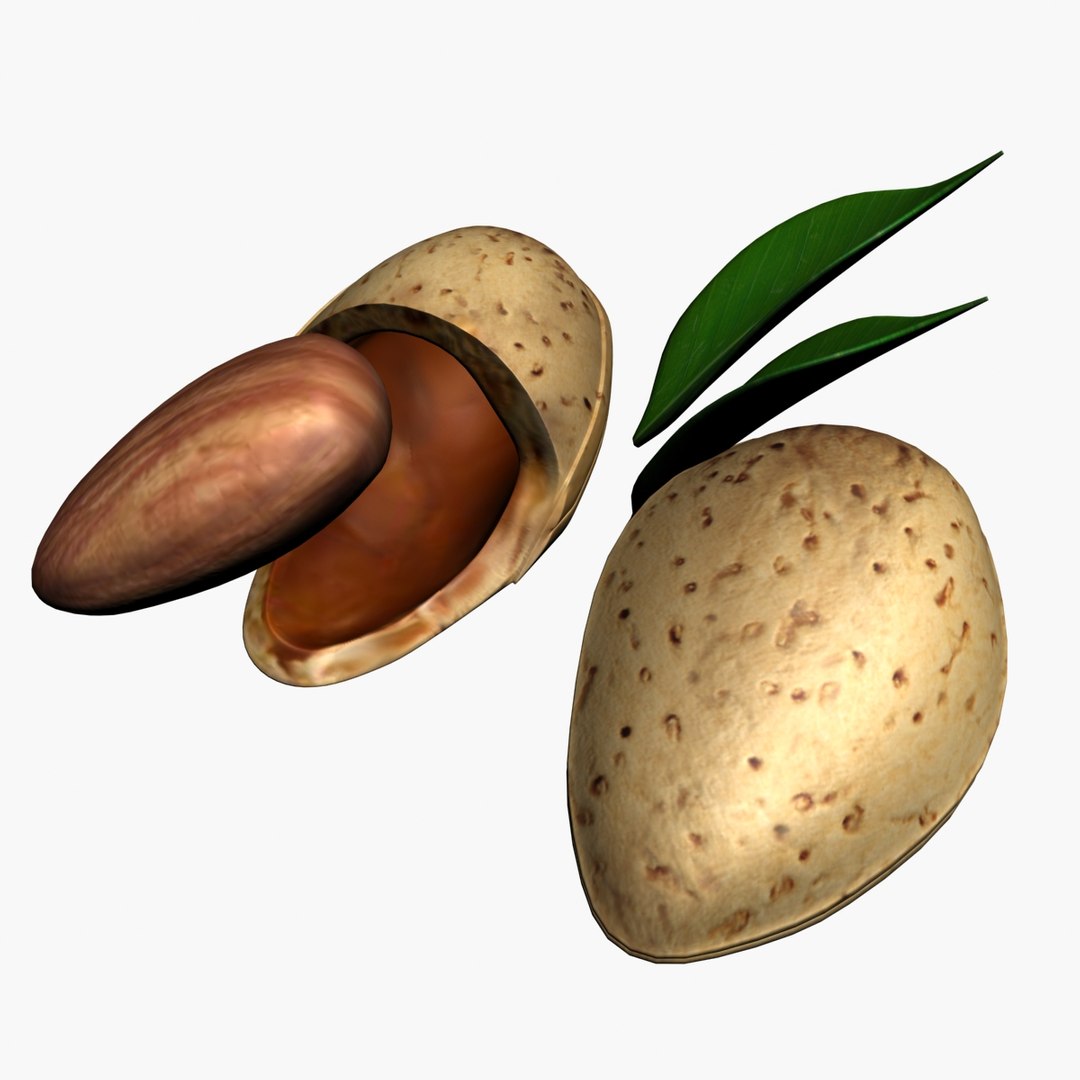 3d Model Almonds