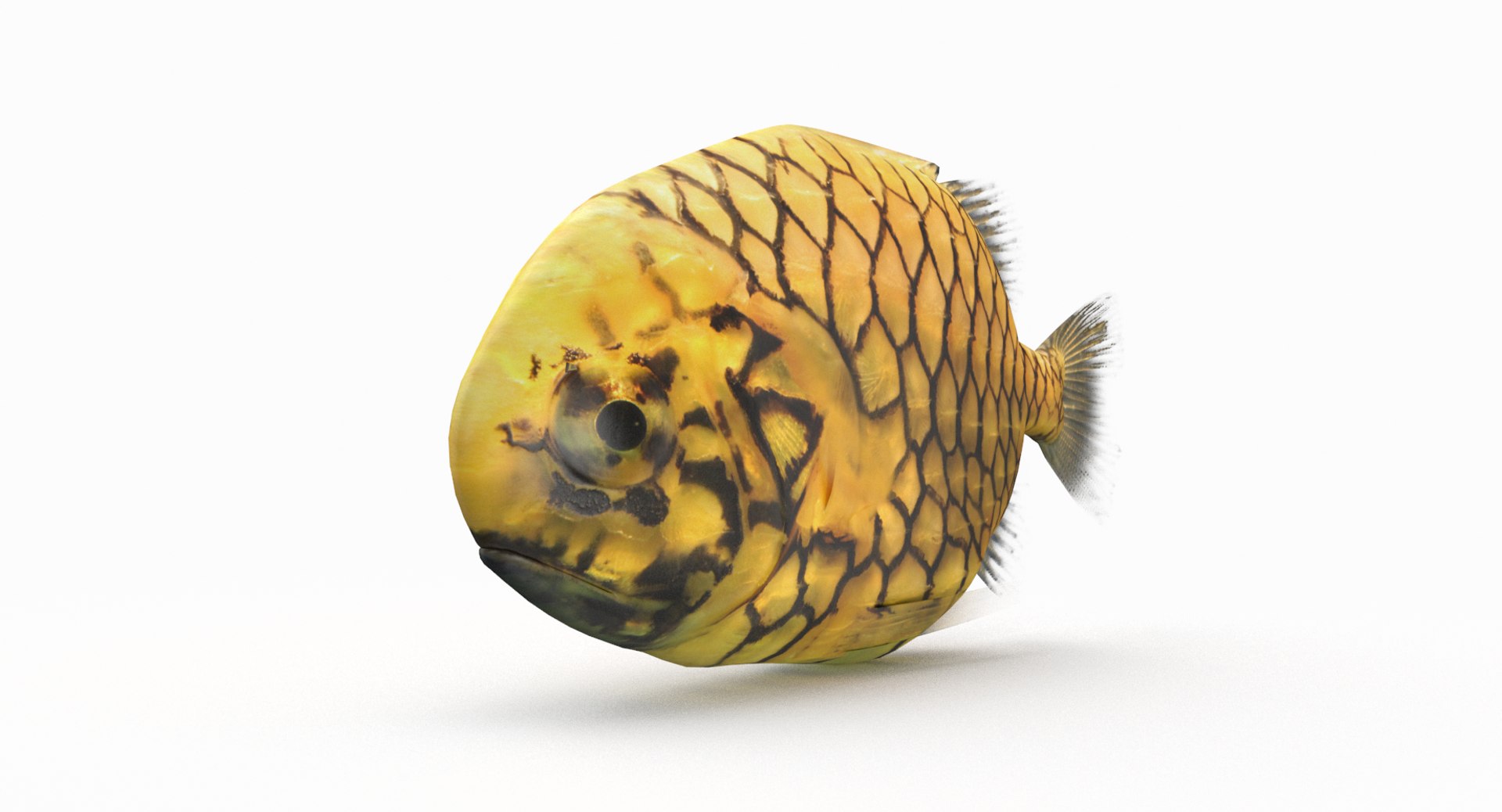 Pineapple Fish Model - TurboSquid 1330288