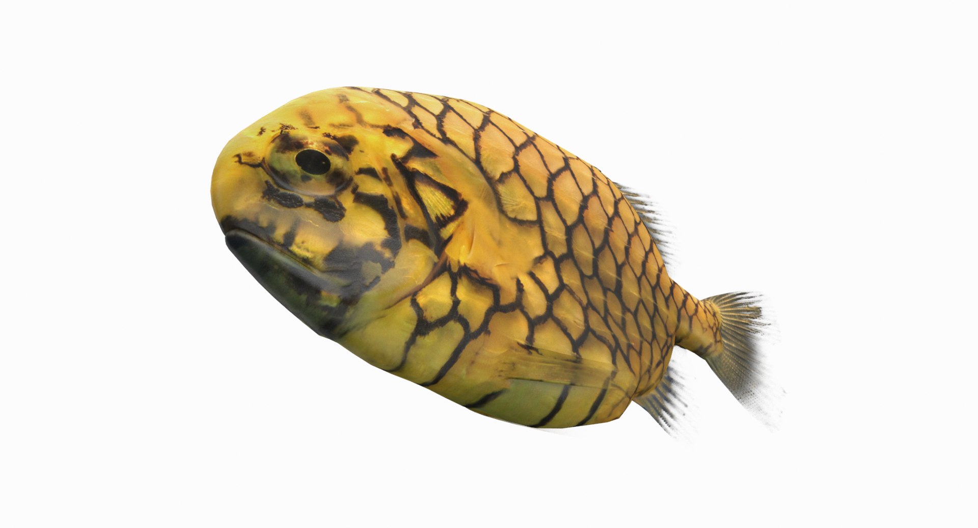 Pineapple Fish Model - TurboSquid 1330288