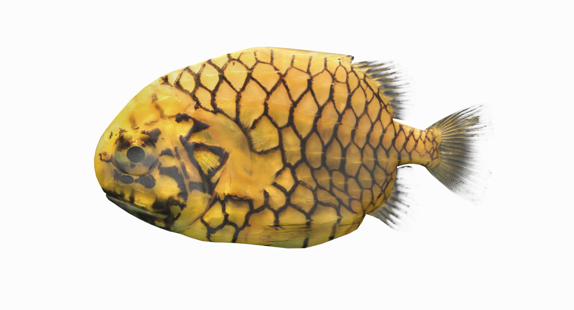Pineapple Fish Model - TurboSquid 1330288