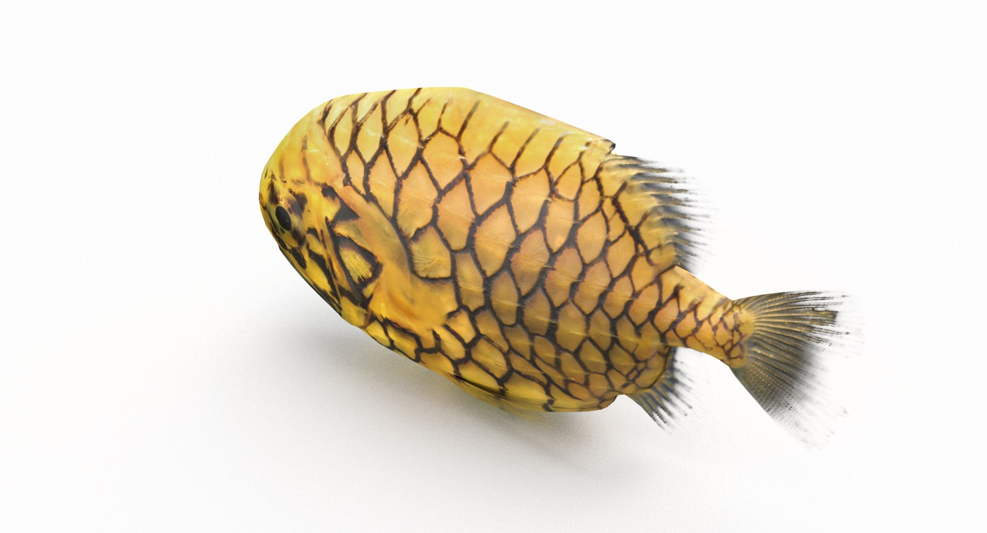 Pineapple Fish Model - TurboSquid 1330288