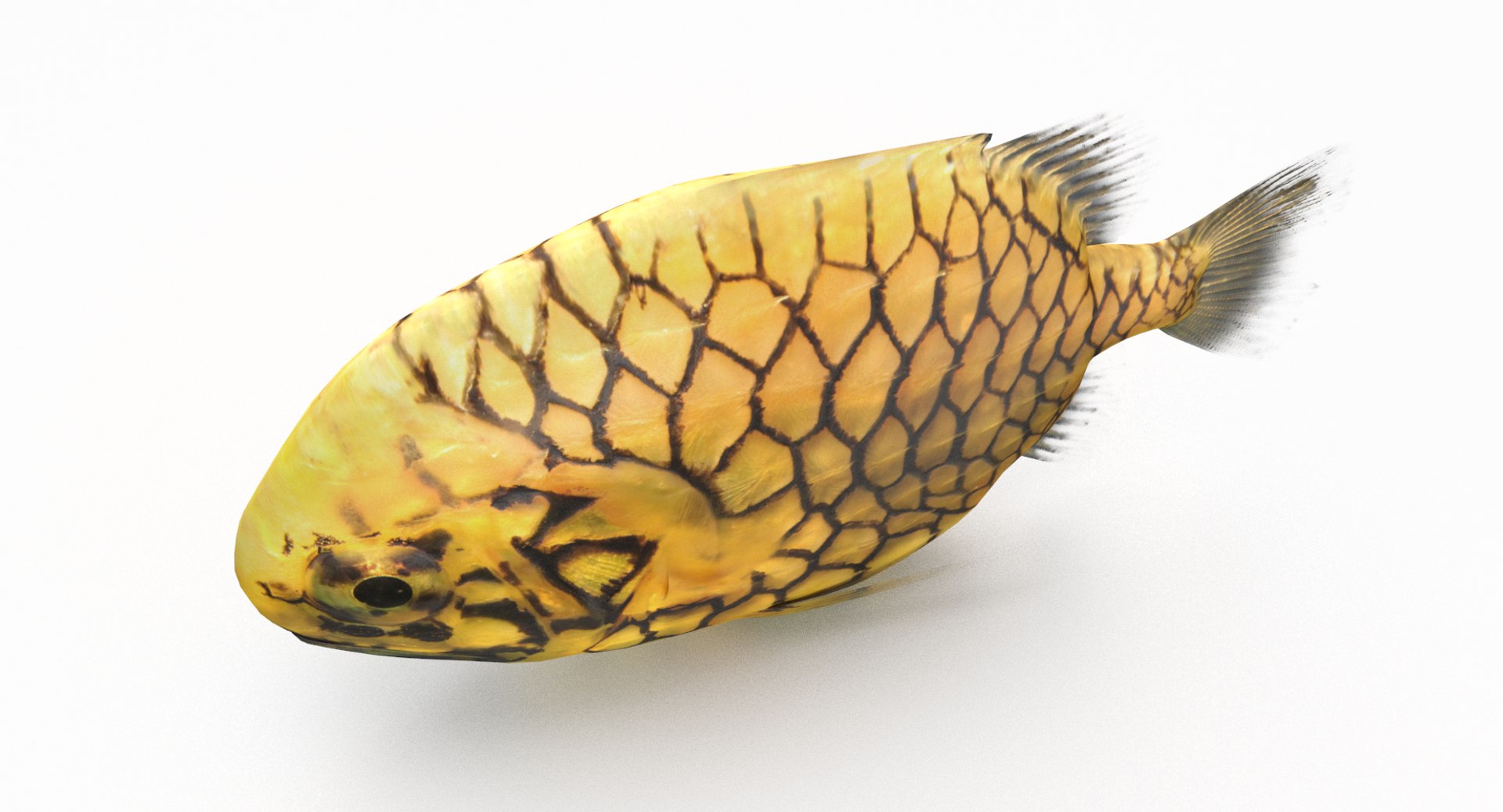 Pineapple Fish Model - TurboSquid 1330288