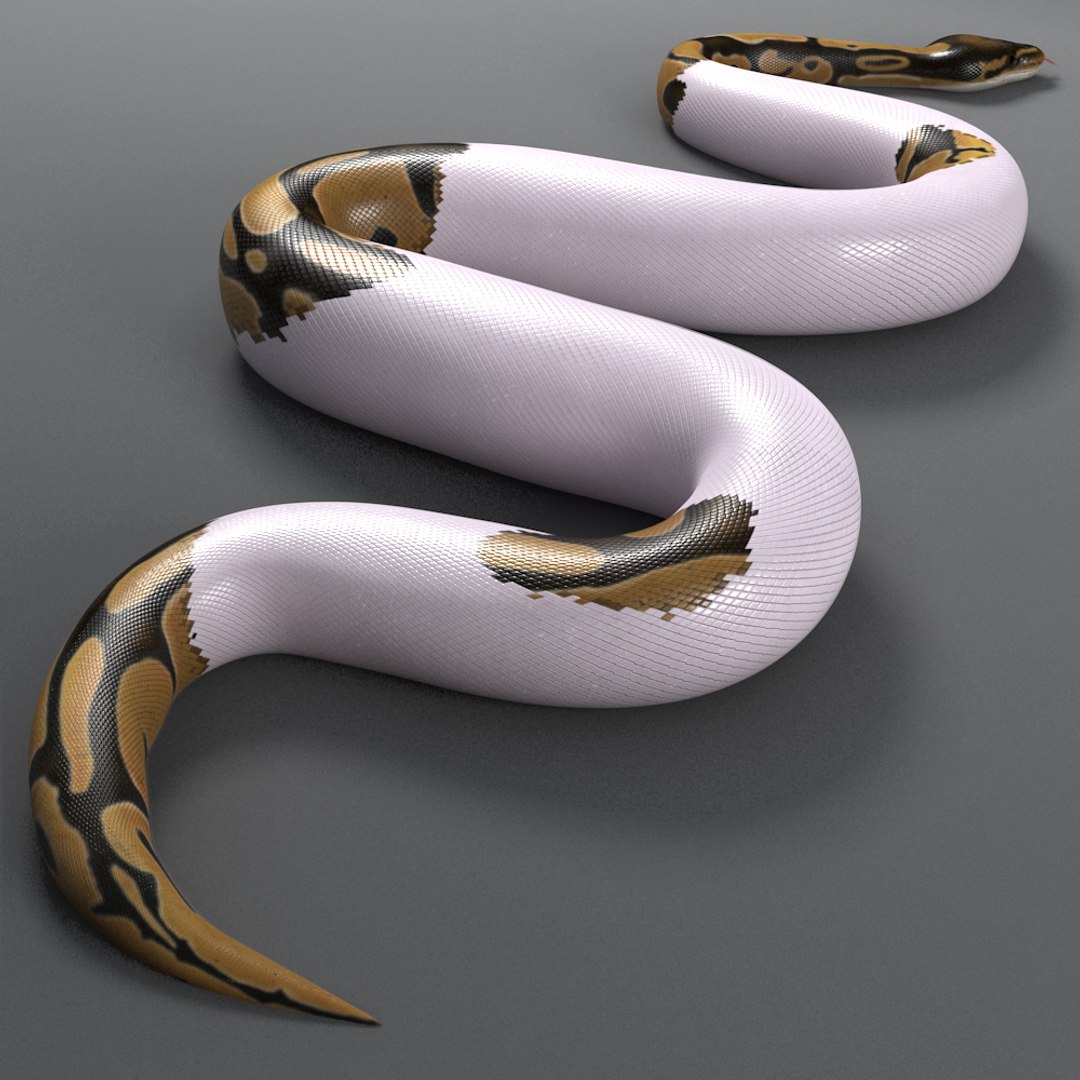 Pied Ball Python 3d Model