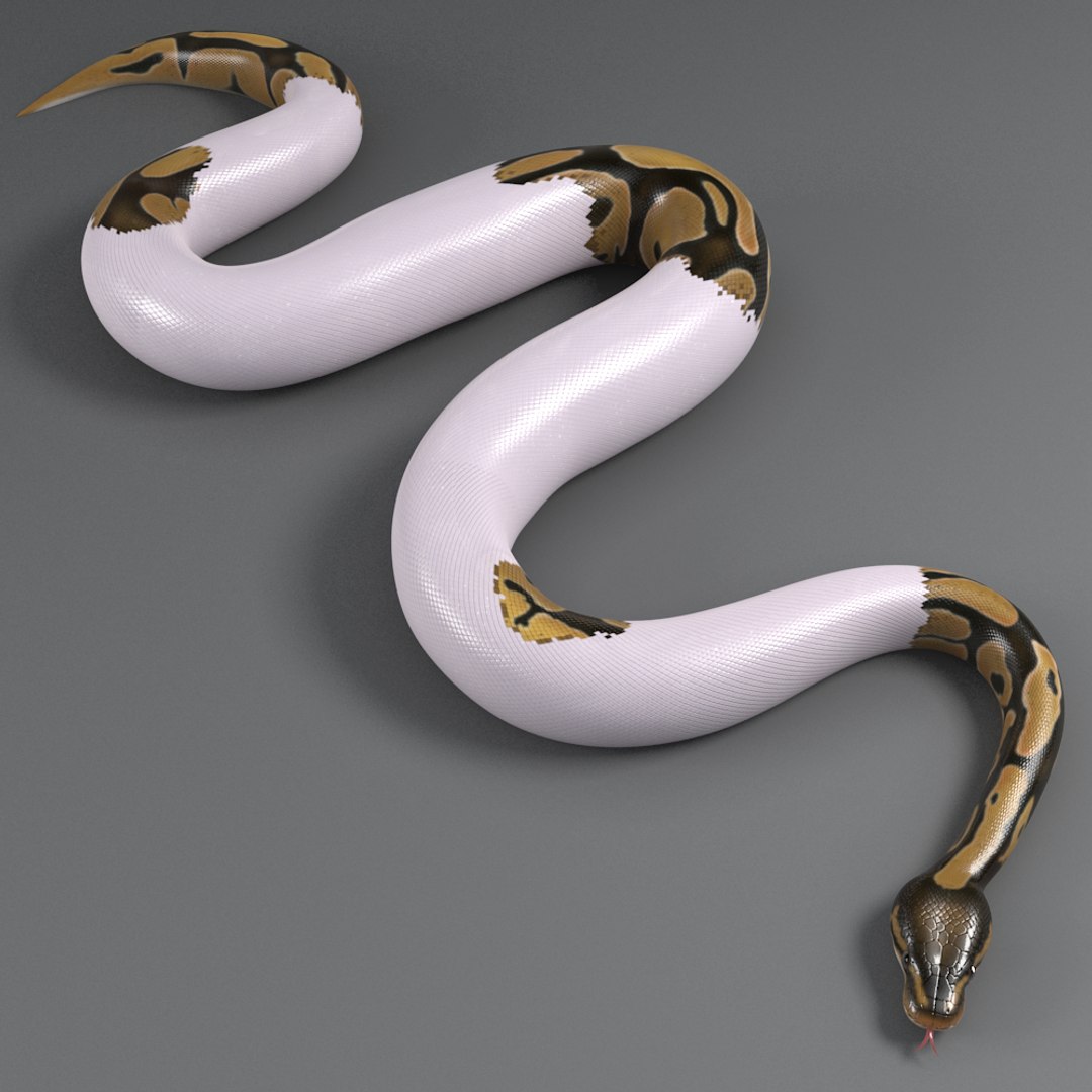 Pied Ball Python 3d Model