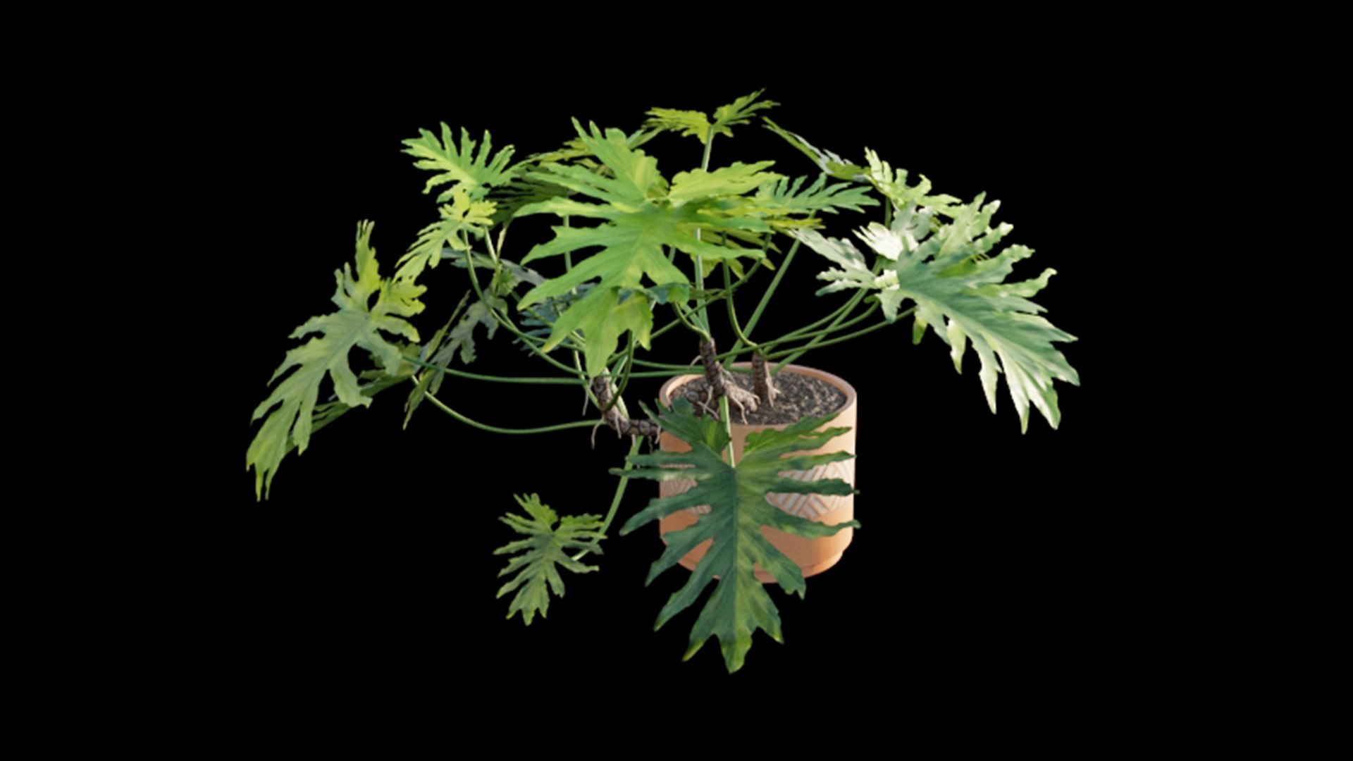 Philodendron Bipinnatifidum - Philodendron Selloum Split Model ...