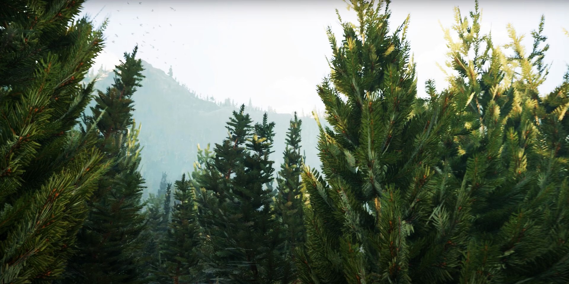 Coniferous Pine Trees Lod Model - TurboSquid 1665214