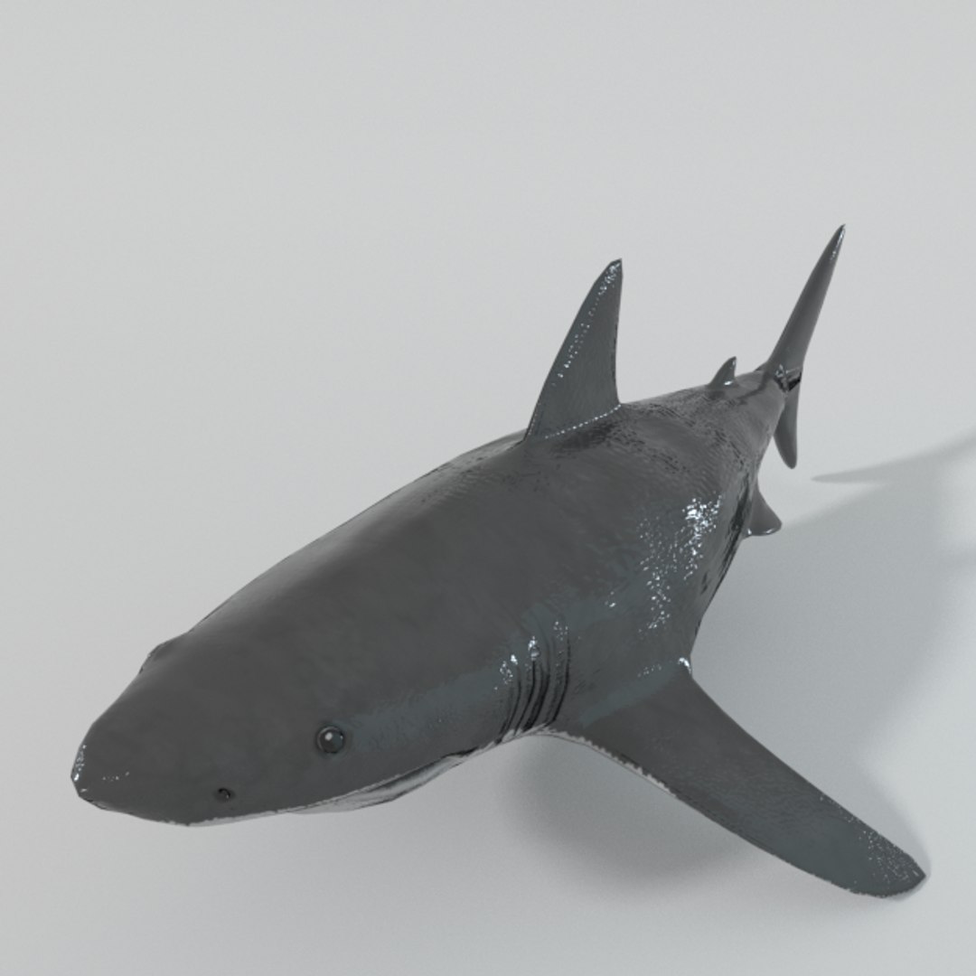 White Shark 3D Model - TurboSquid 1316342