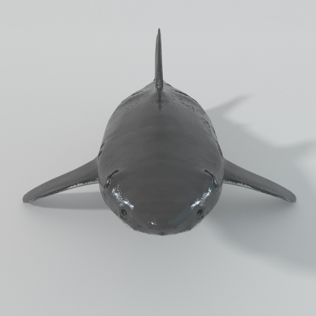 White Shark 3D Model - TurboSquid 1316342