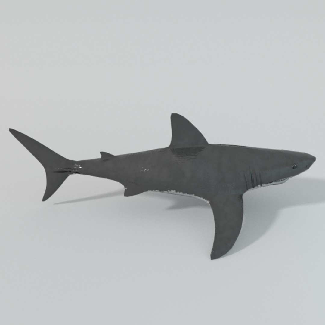 White Shark 3D Model - TurboSquid 1316342