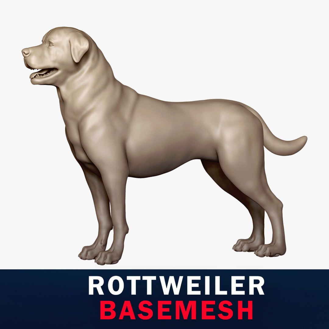 3D Model Rottweiler Base Mesh 3D Model - TurboSquid 1863586