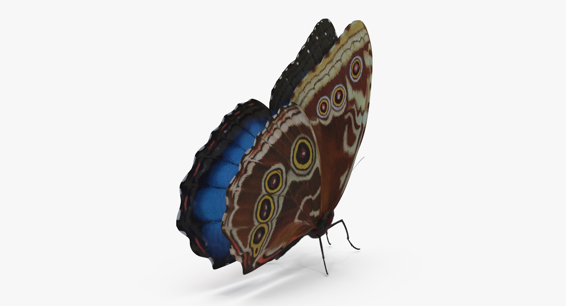 3d Model Blue Morpho Butterfly Wings
