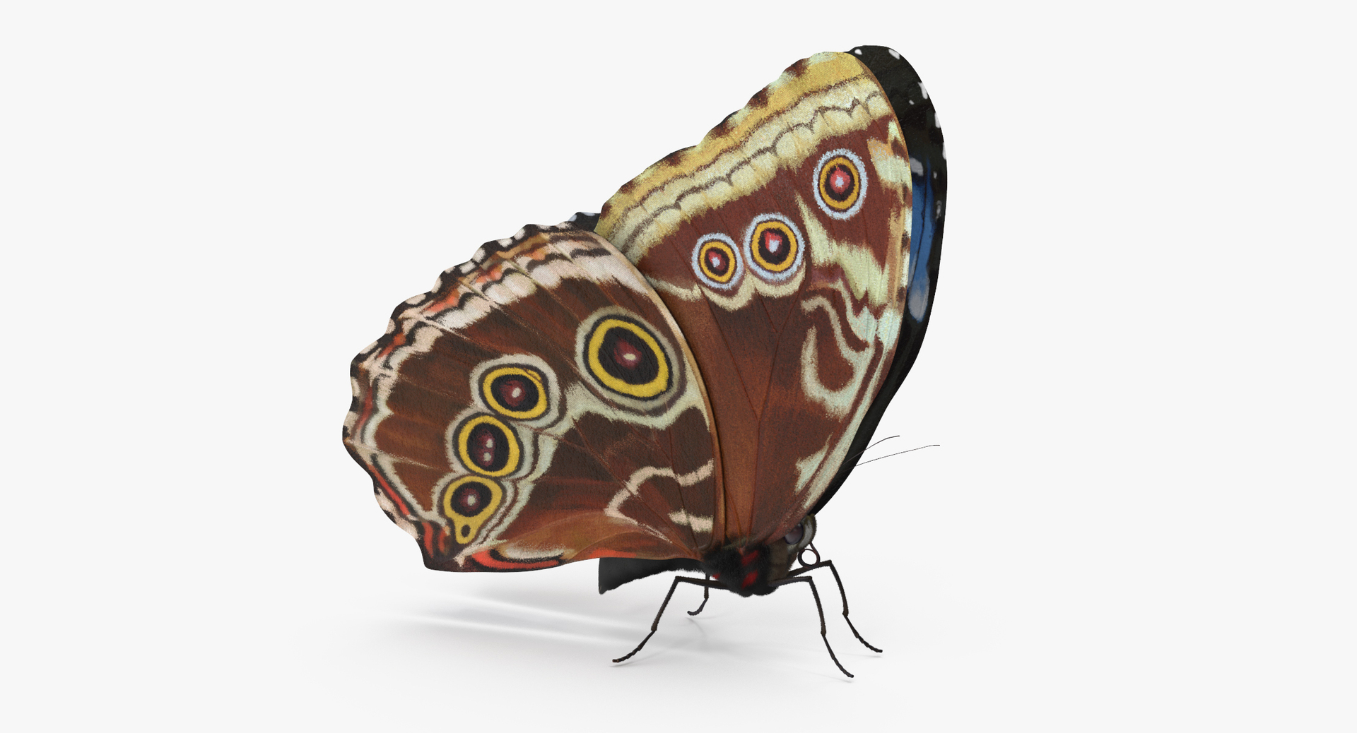 3d model blue morpho butterfly wings
