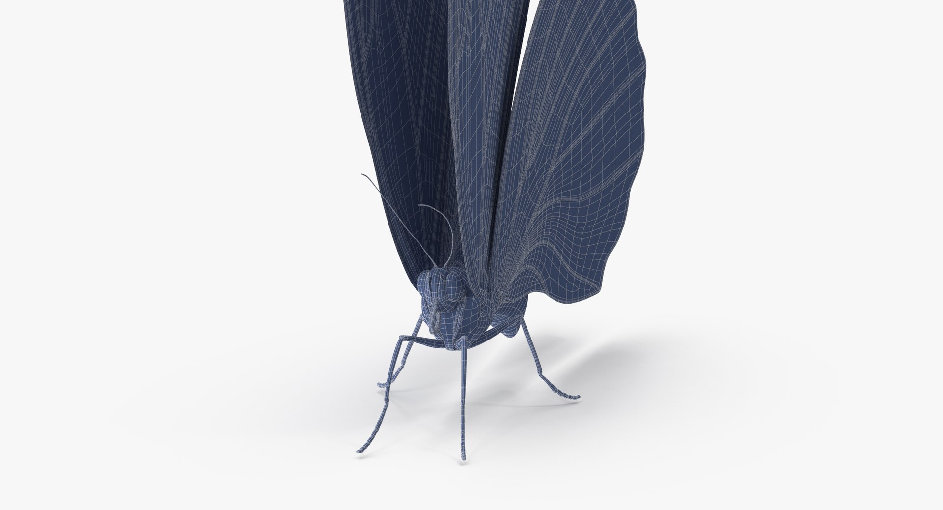 3d Model Blue Morpho Butterfly Wings