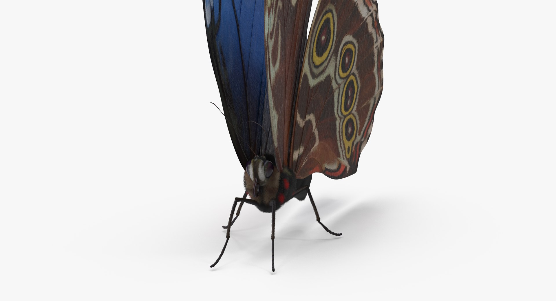 3d Model Blue Morpho Butterfly Wings