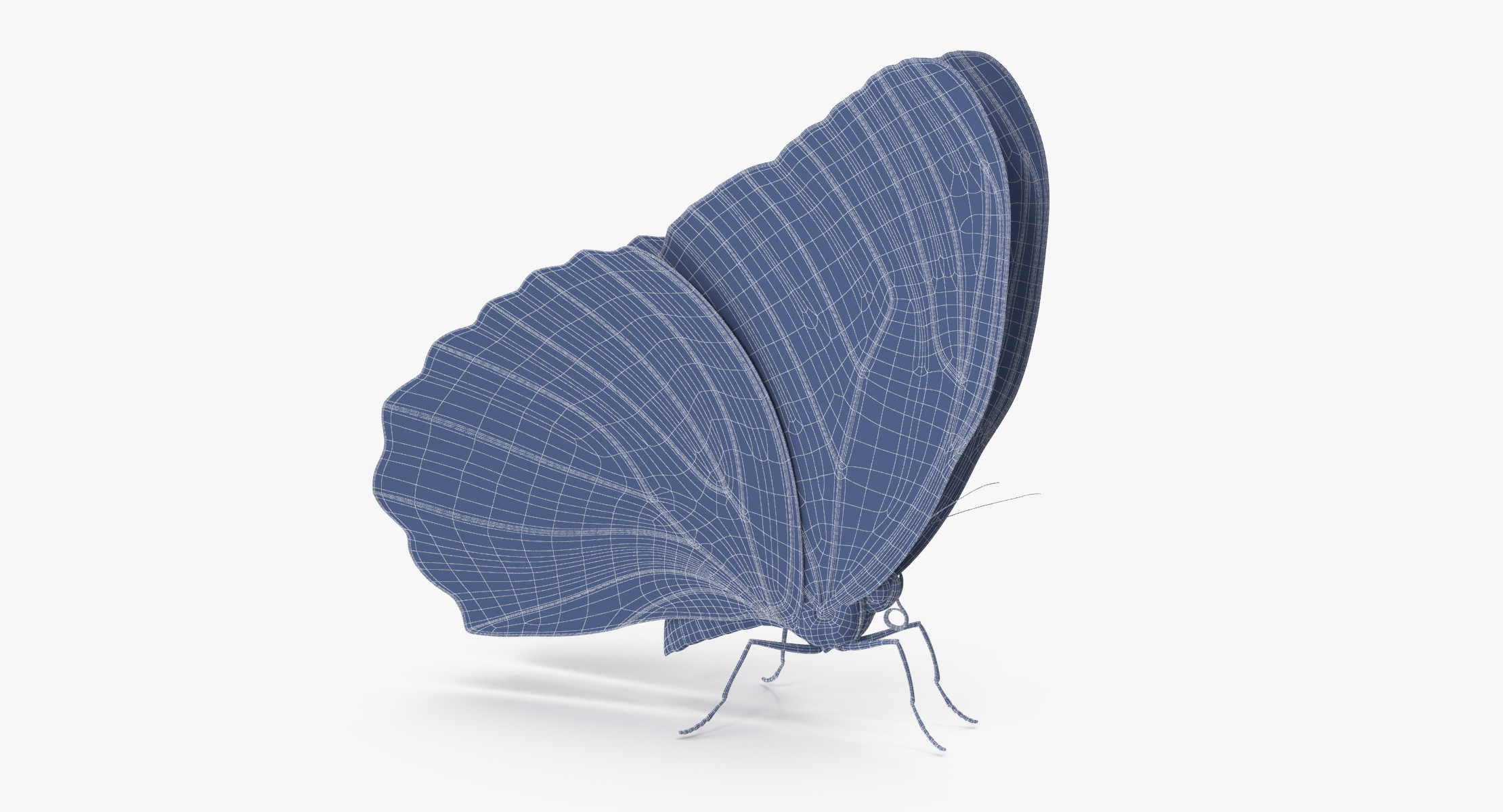 3d model blue morpho butterfly wings