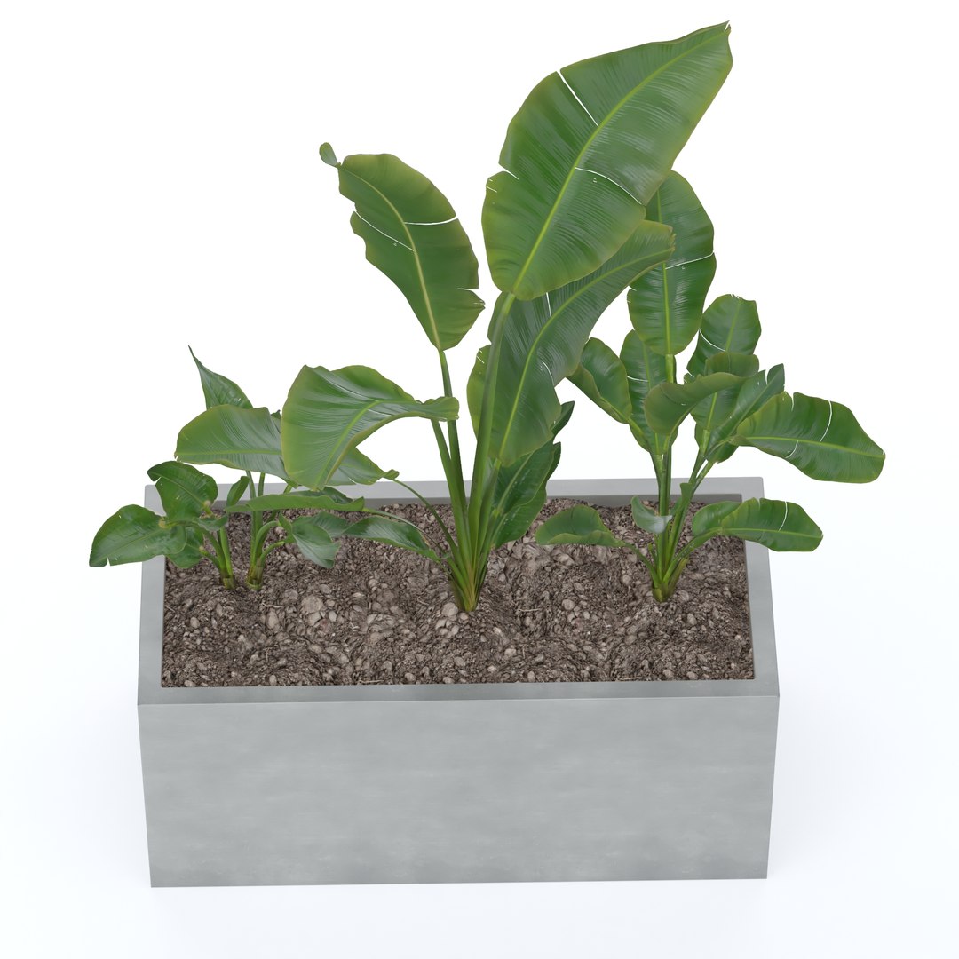 3D Strelitzia Nicolai Model - TurboSquid 1598555