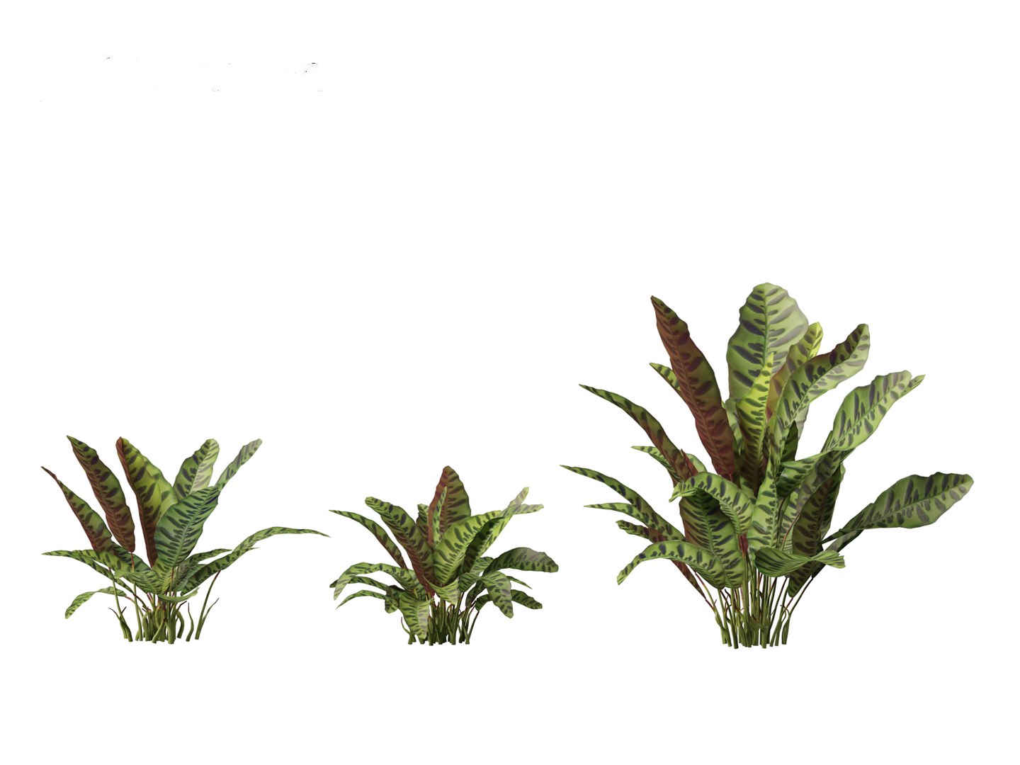 3D Calathea Insignis - Rattlesnake Plant - TurboSquid 2146127