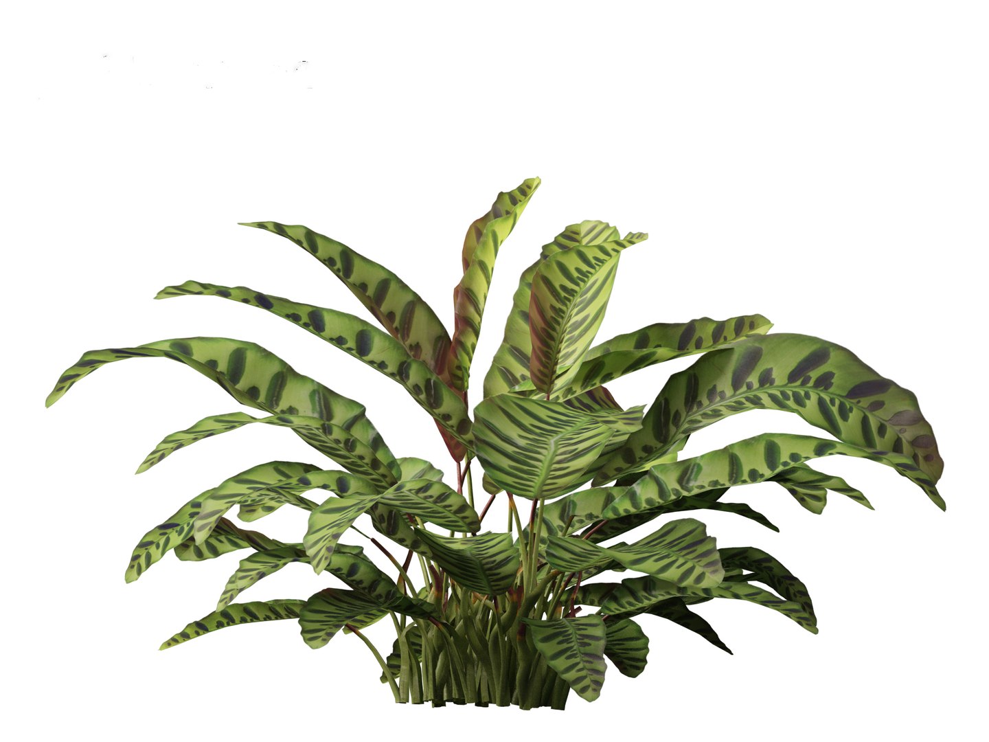 3D Calathea Insignis - Rattlesnake Plant - TurboSquid 2146127