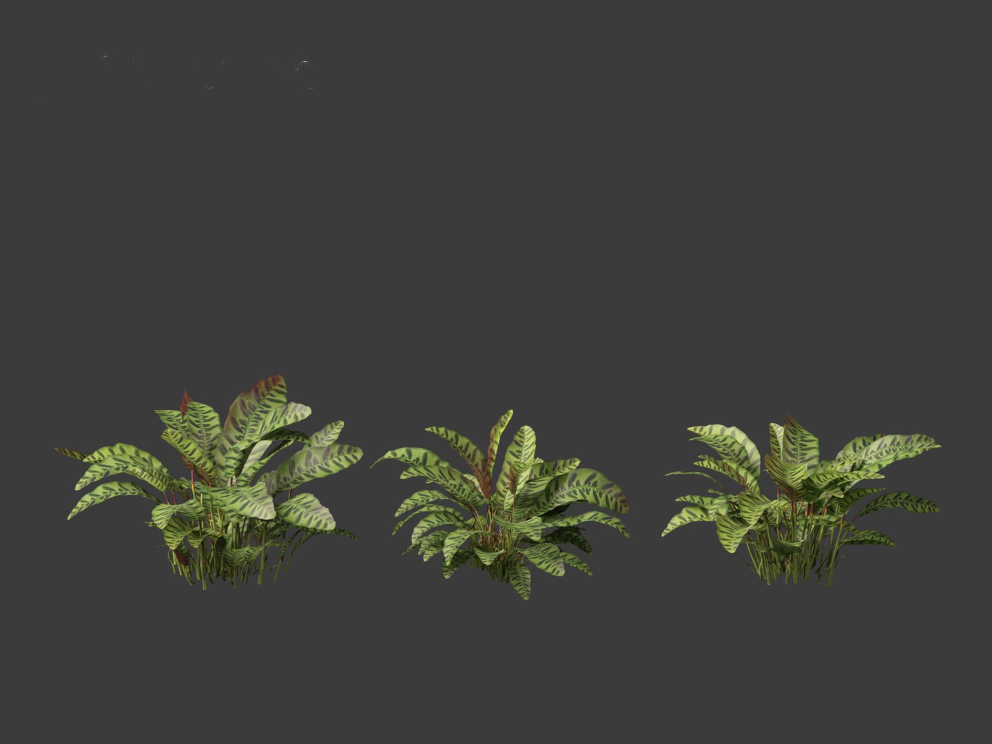 3D Calathea Insignis - Rattlesnake Plant - TurboSquid 2146127