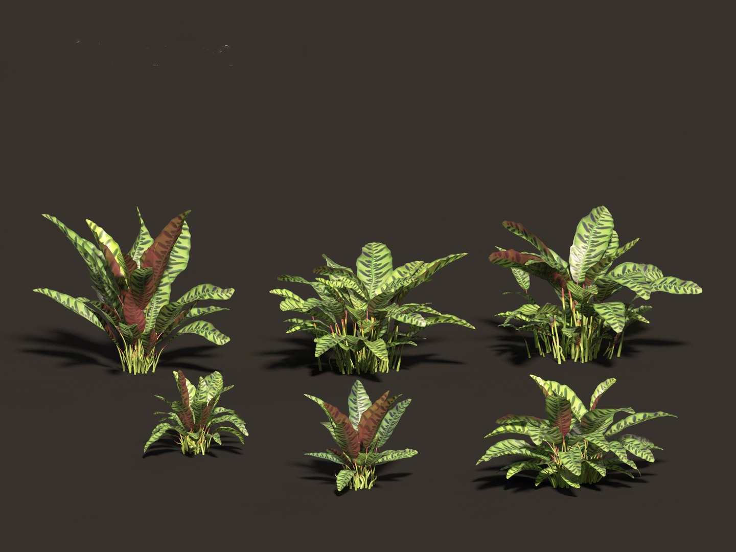 3D Calathea Insignis - Rattlesnake Plant - TurboSquid 2146127