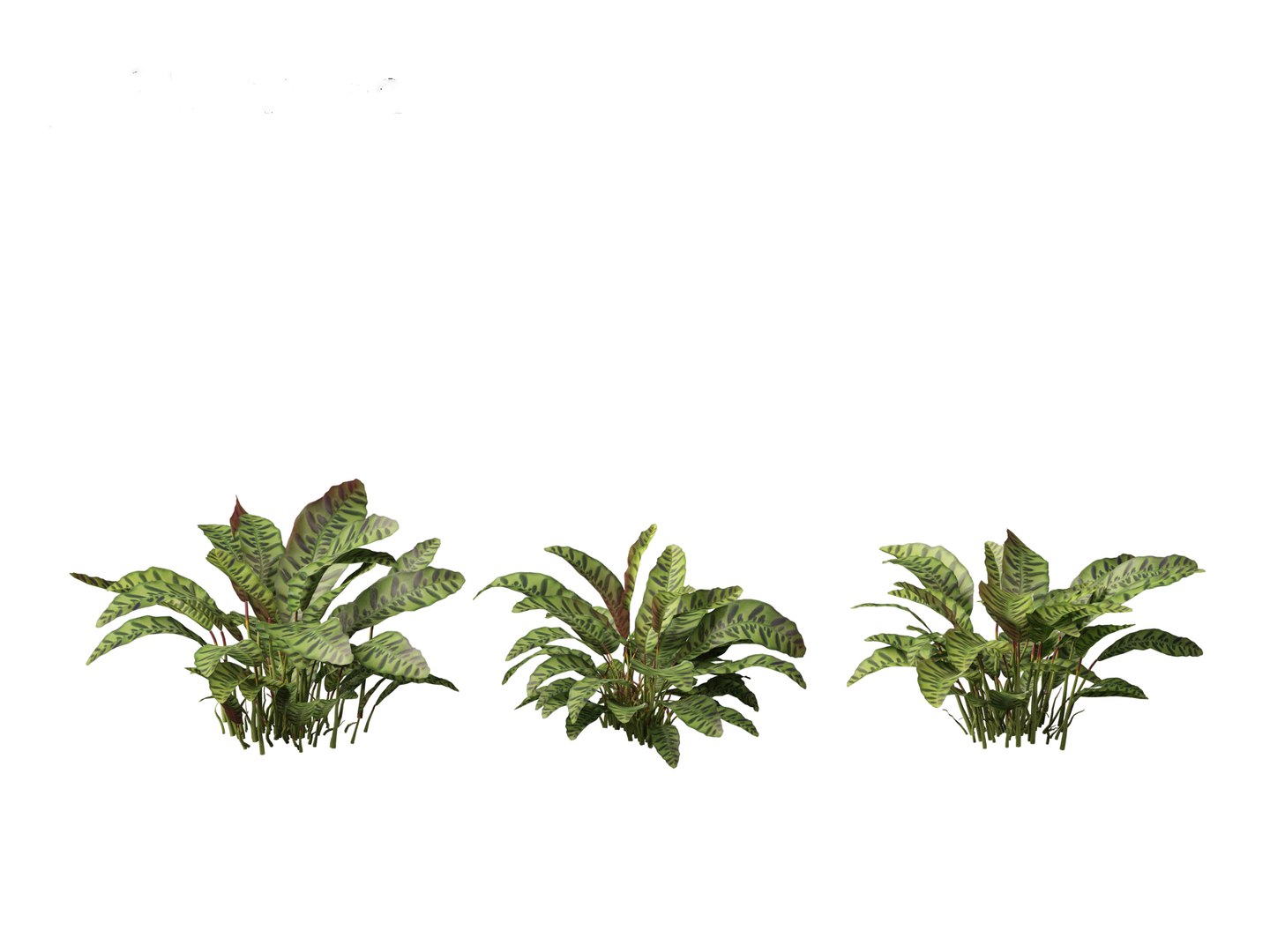 3D Calathea Insignis - Rattlesnake Plant - TurboSquid 2146127