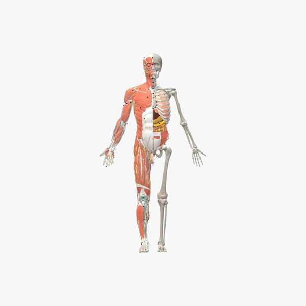 Human Body 3D Models for Download | TurboSquid