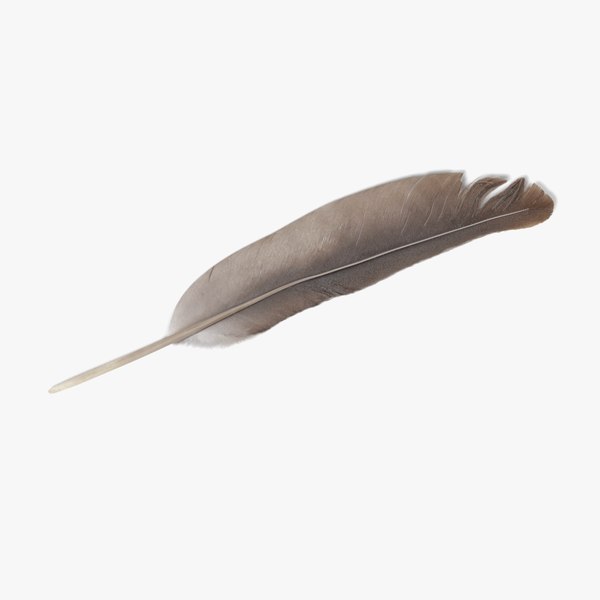 Feather 3D Models for Download | TurboSquid