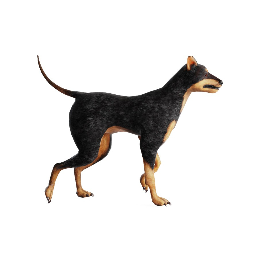3D Pincher Dog - TurboSquid 1714212