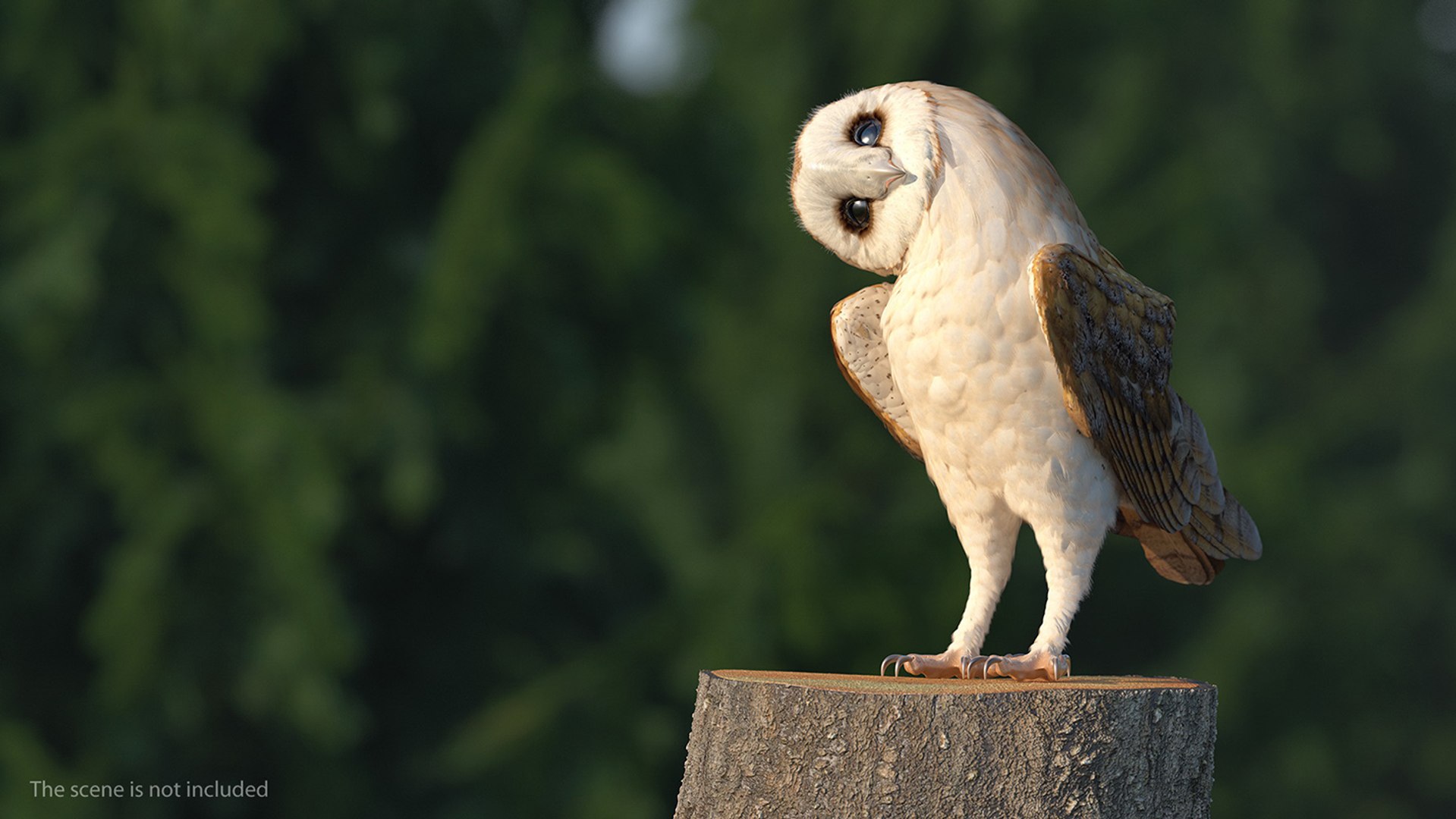 Barn Owl 3D Model - TurboSquid 1431960
