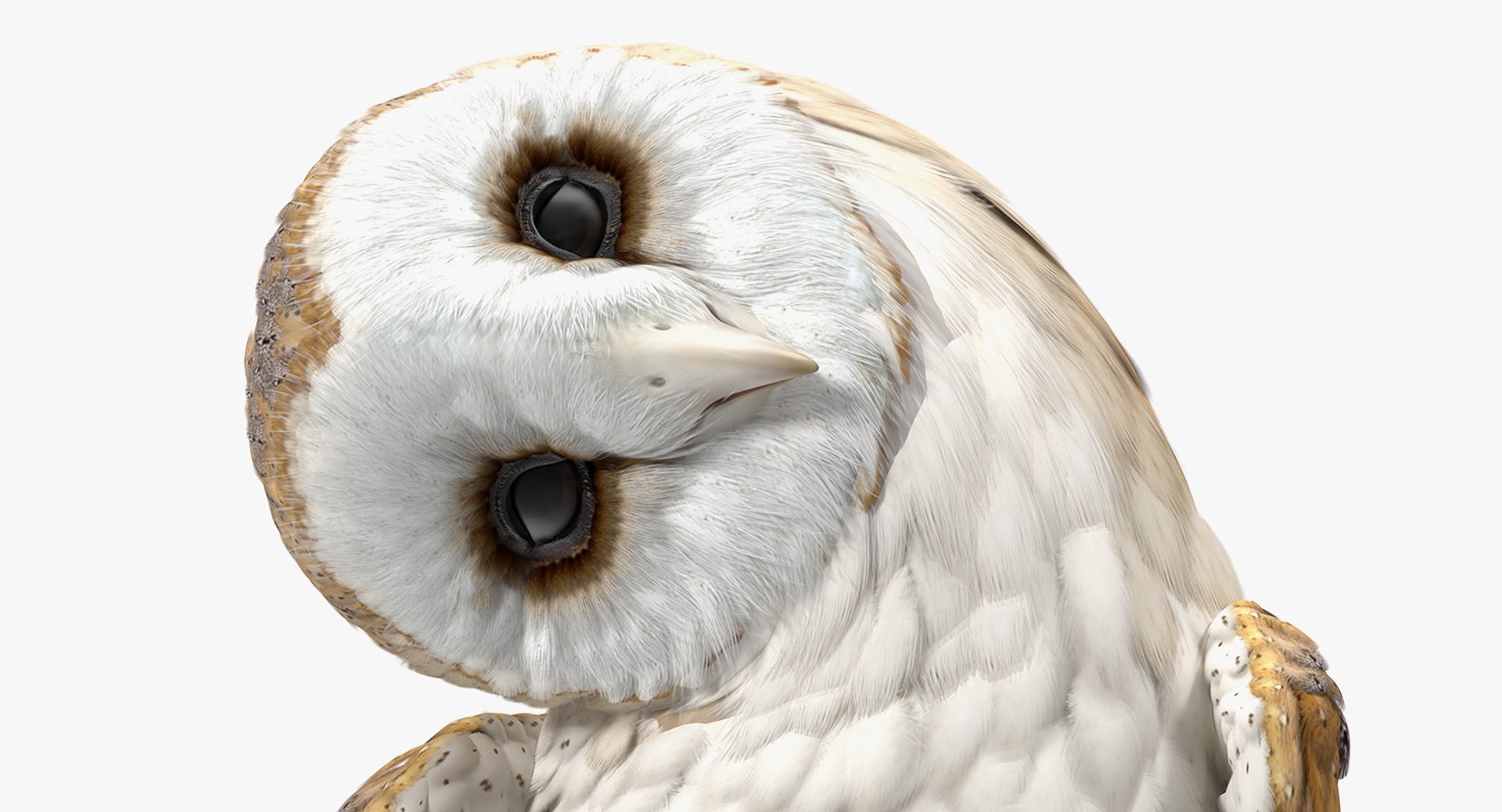 Barn Owl 3D Model - TurboSquid 1431960