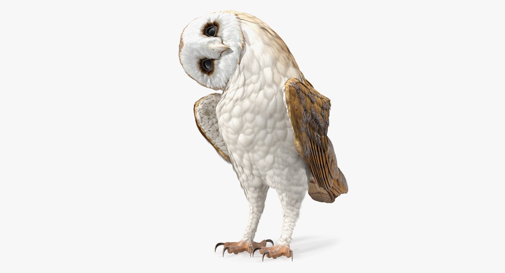 Barn owl 3D model - TurboSquid 1431960