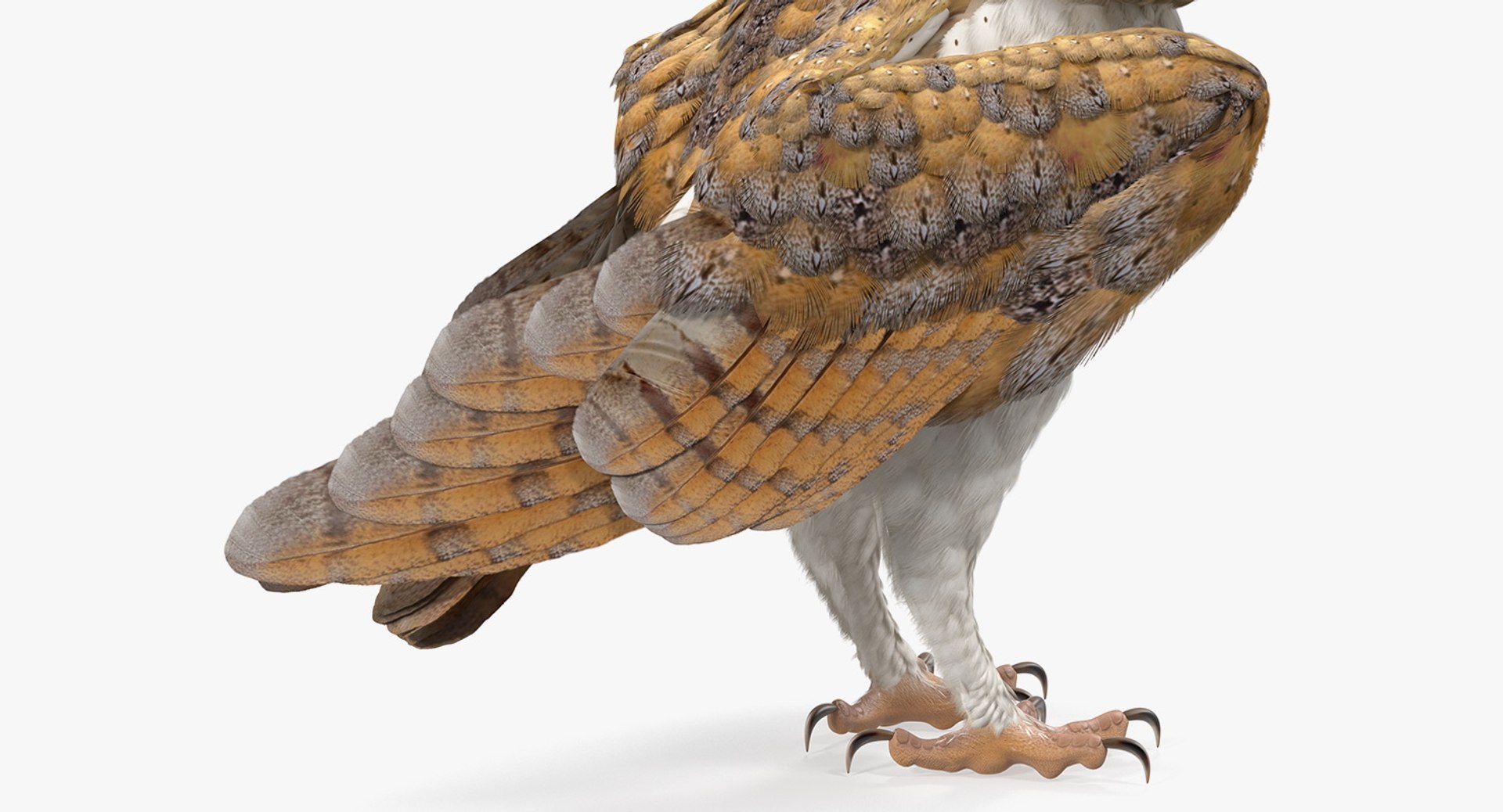 Barn Owl 3D Model - TurboSquid 1431960