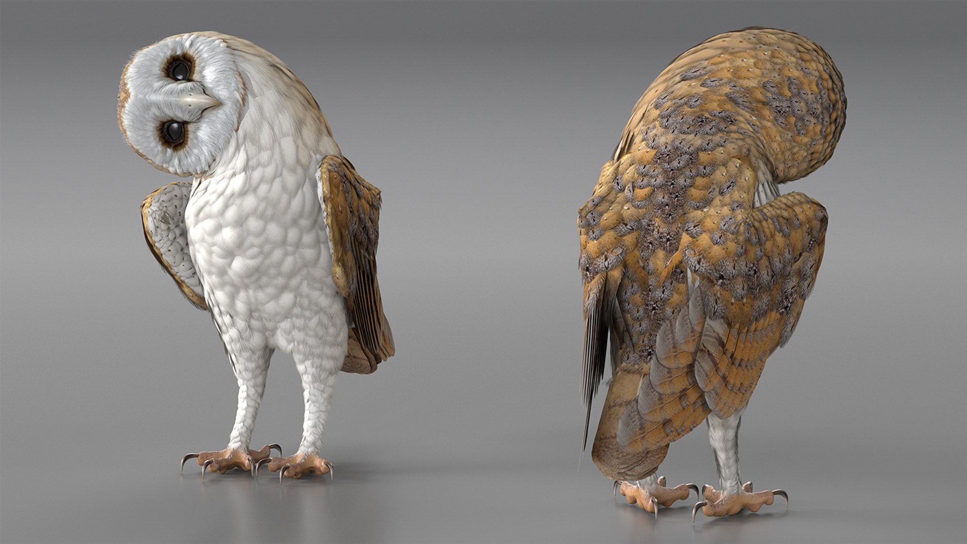 Barn Owl 3D Model - TurboSquid 1431960